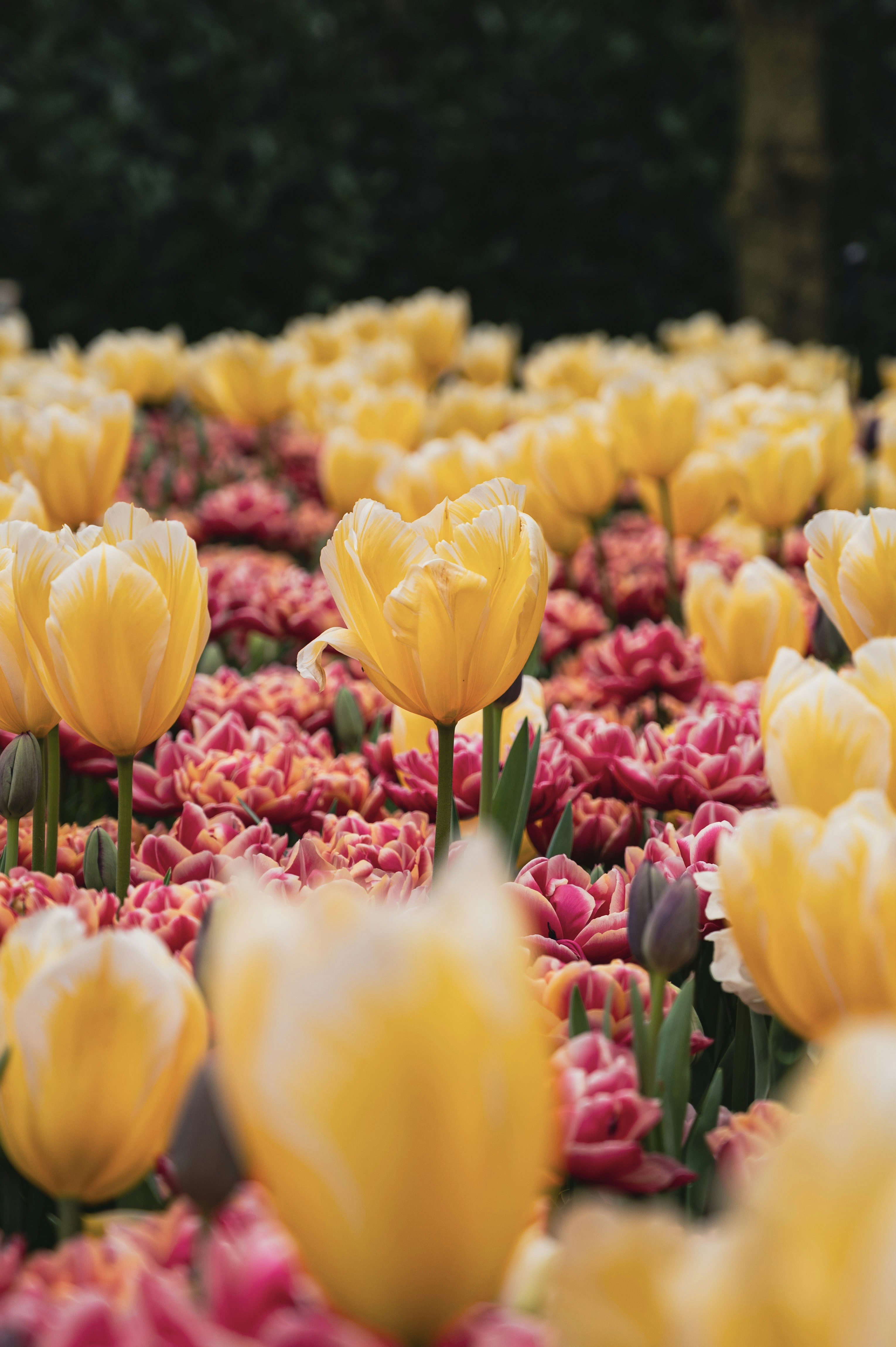 Field of Golden Crowns: Tulips in a Sunlit Sea