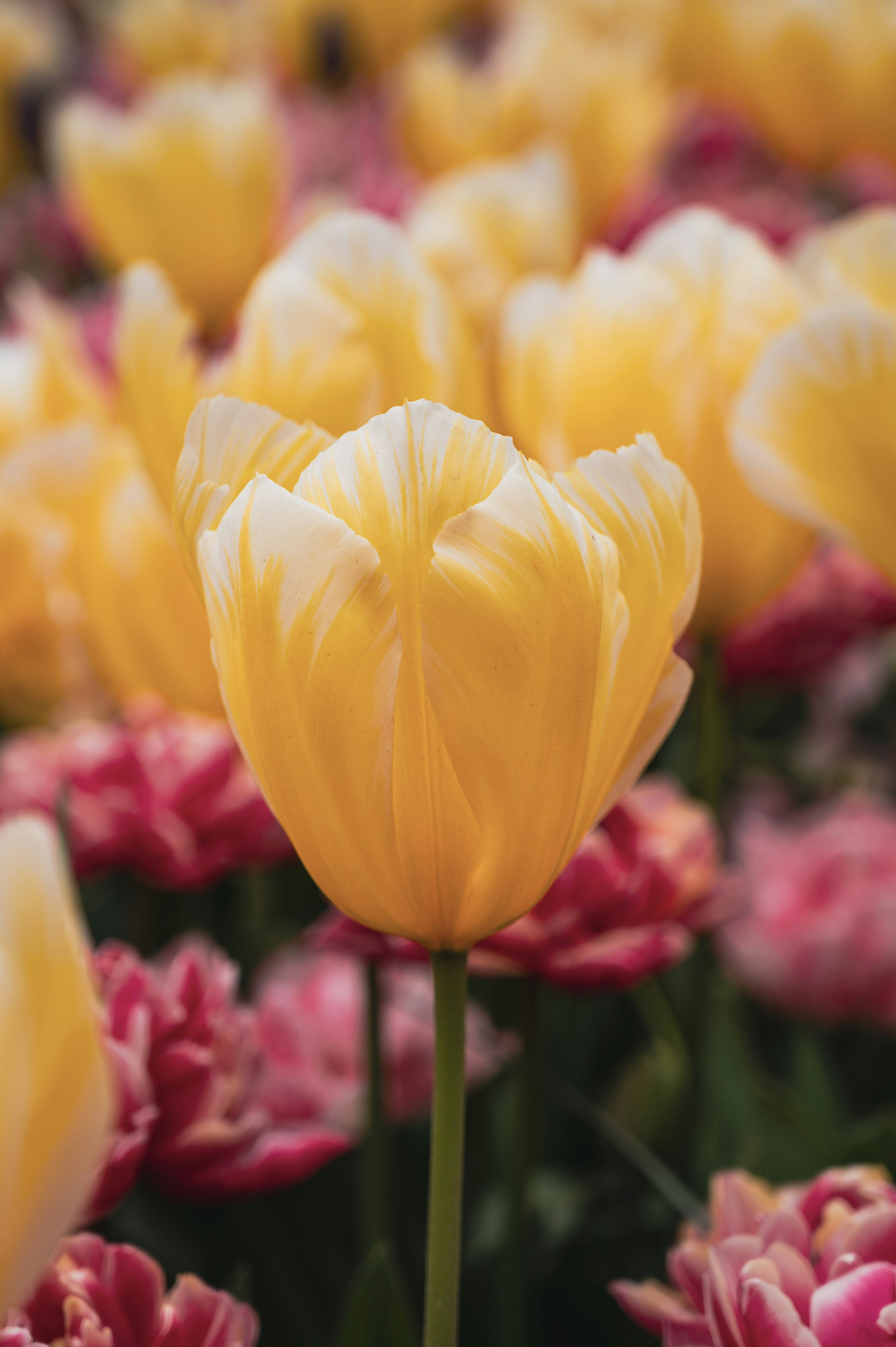 In the Tulip Spotlight: A Stately Yellow Blossom Among a Velvet Bed