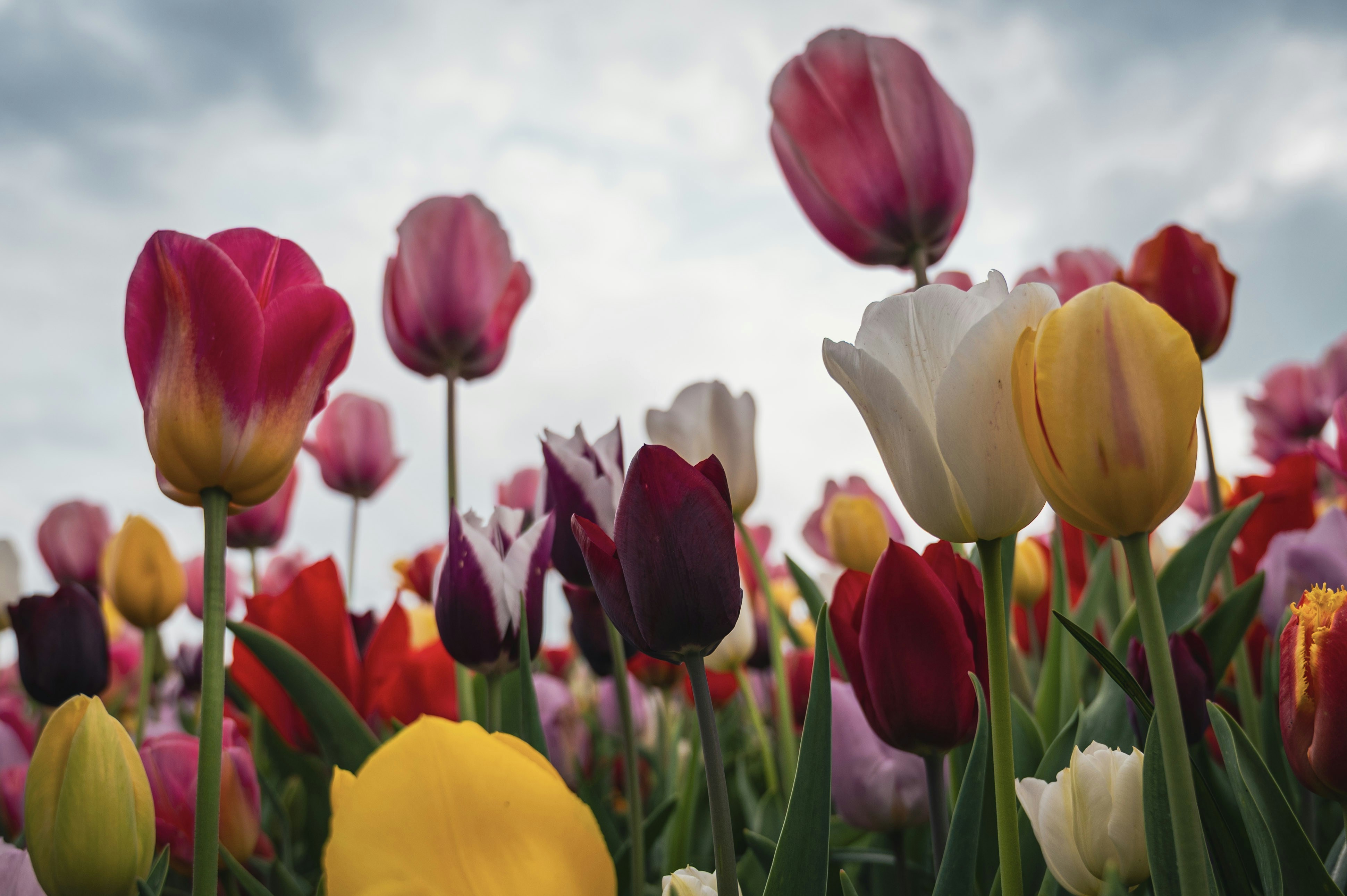 Tulip Terrace Under a Broad Sky