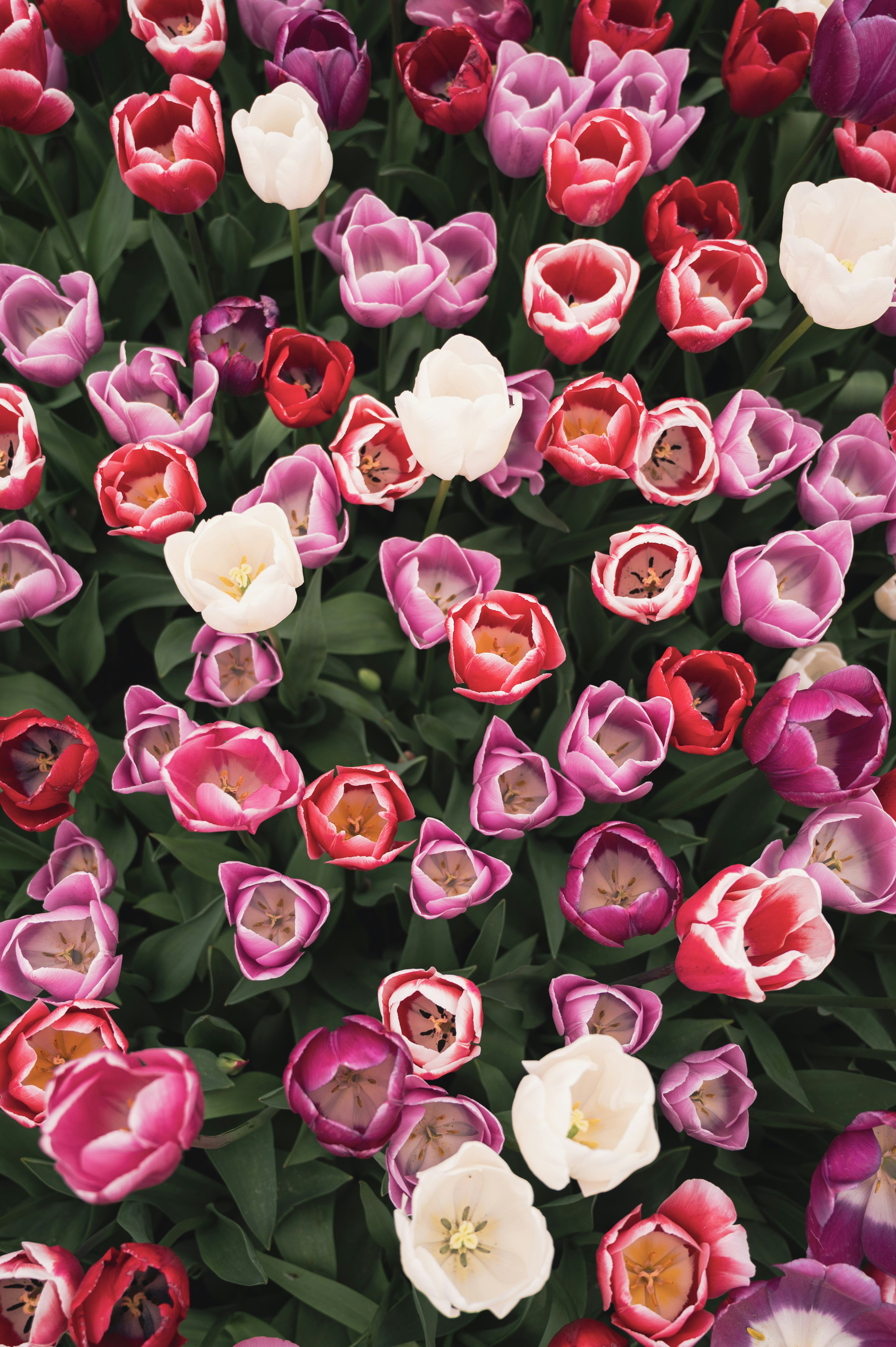 Vibrant Tulip Constellation: A Burst of Color in Bloom