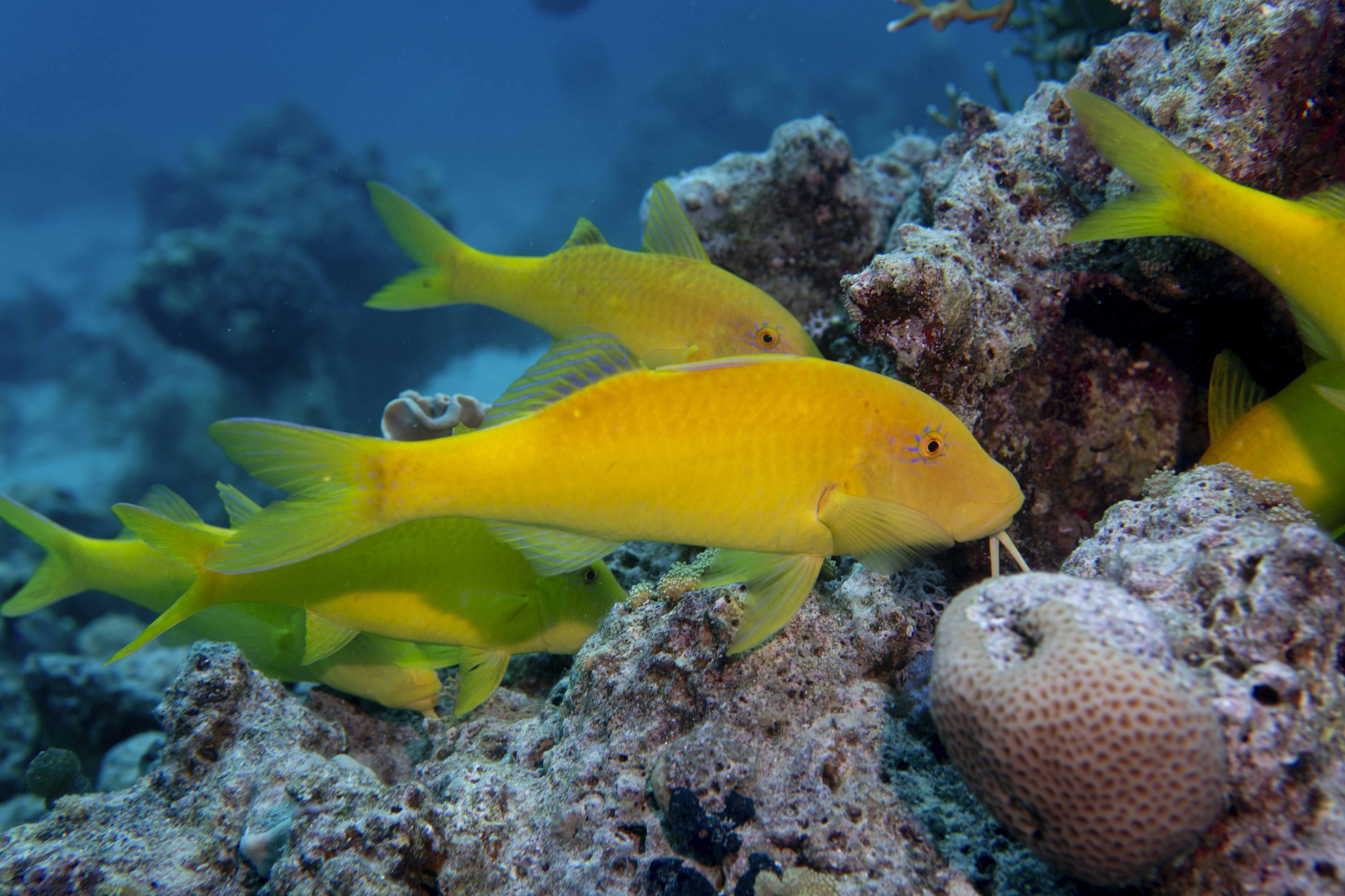 Sunlit Yellow Grail: A Coral-reef Parade of Anthias