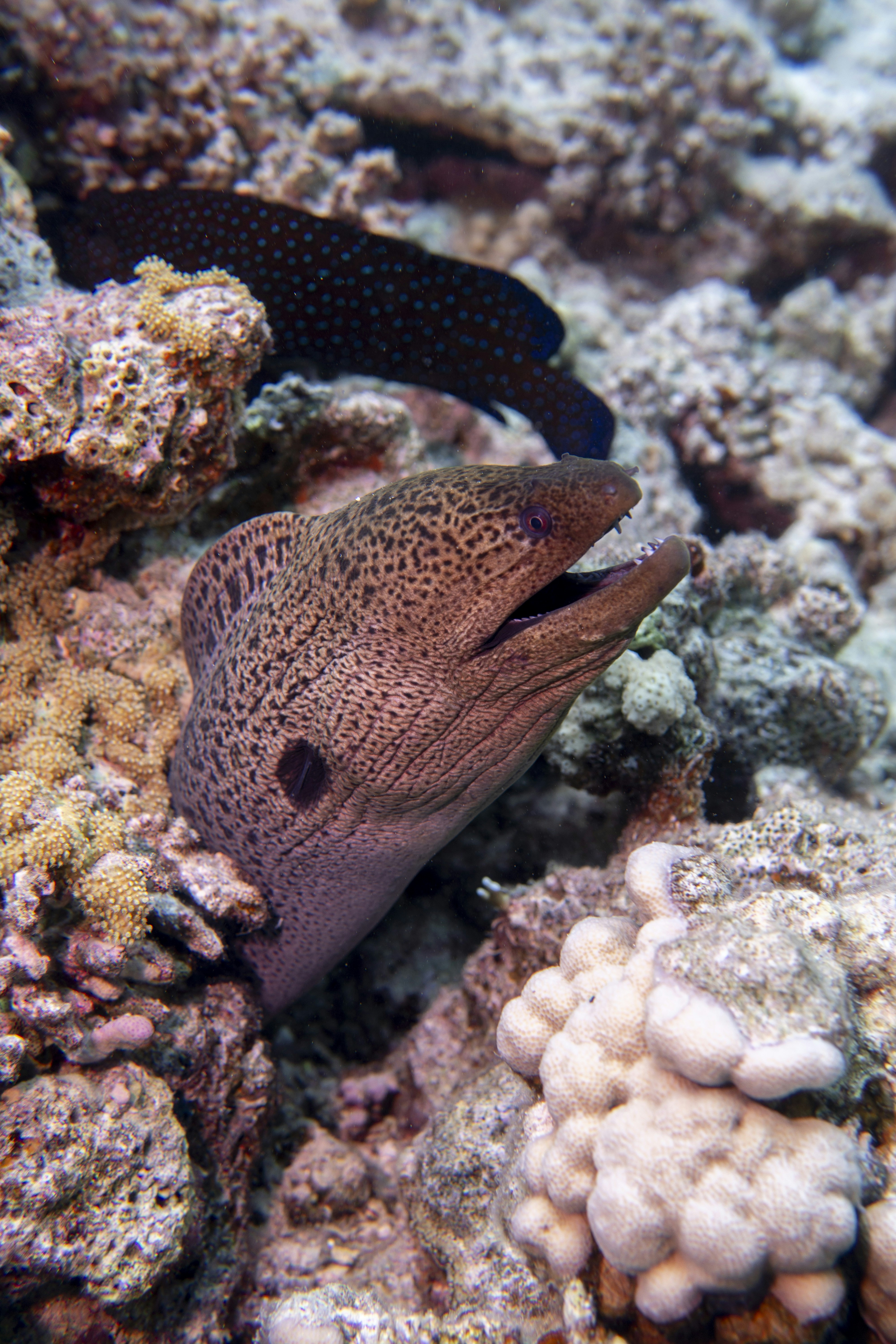 Coastal Moray in Coral Ambience