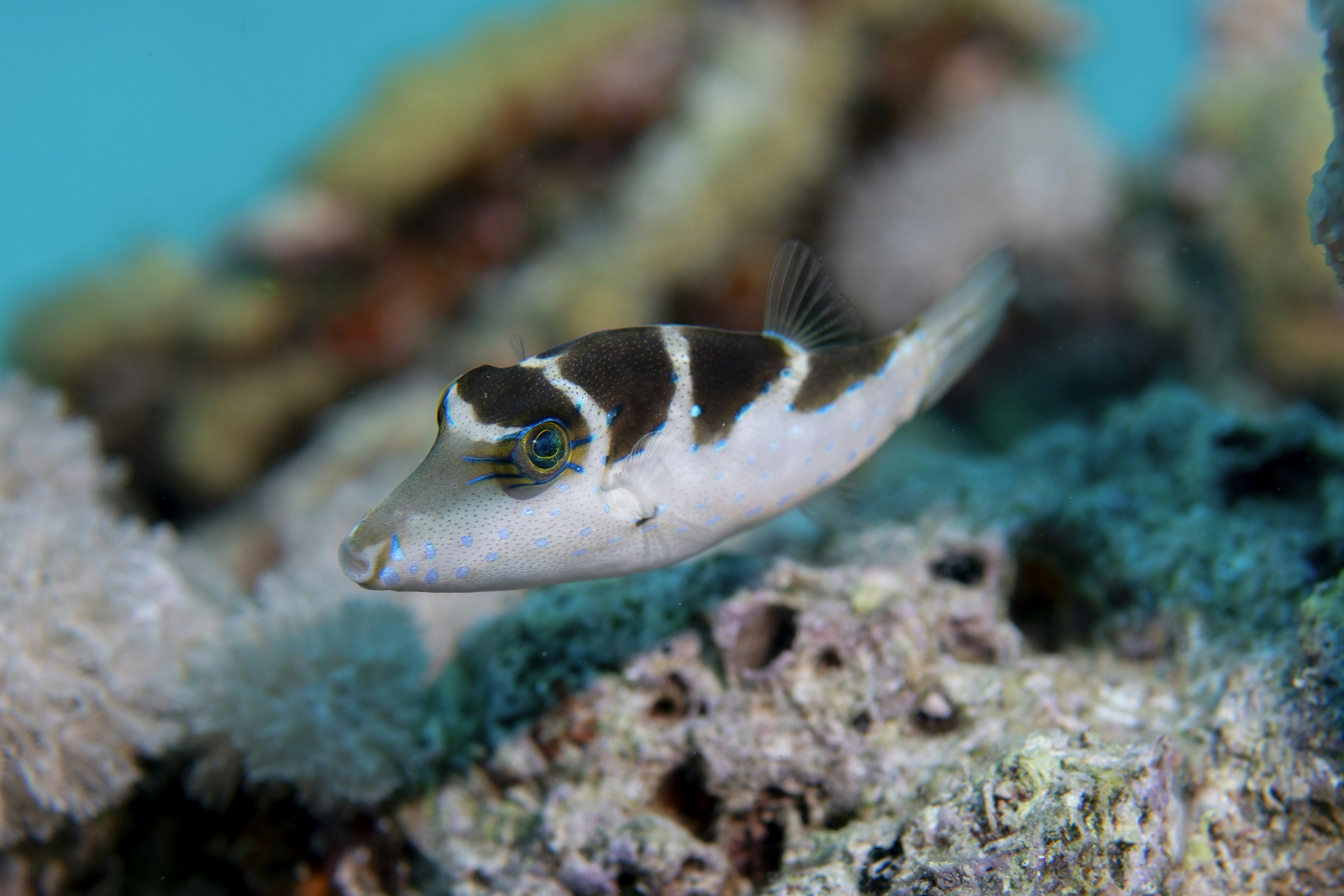 Stripes in a Coral Carousel: A Reef Triggerfish in Soft Focus