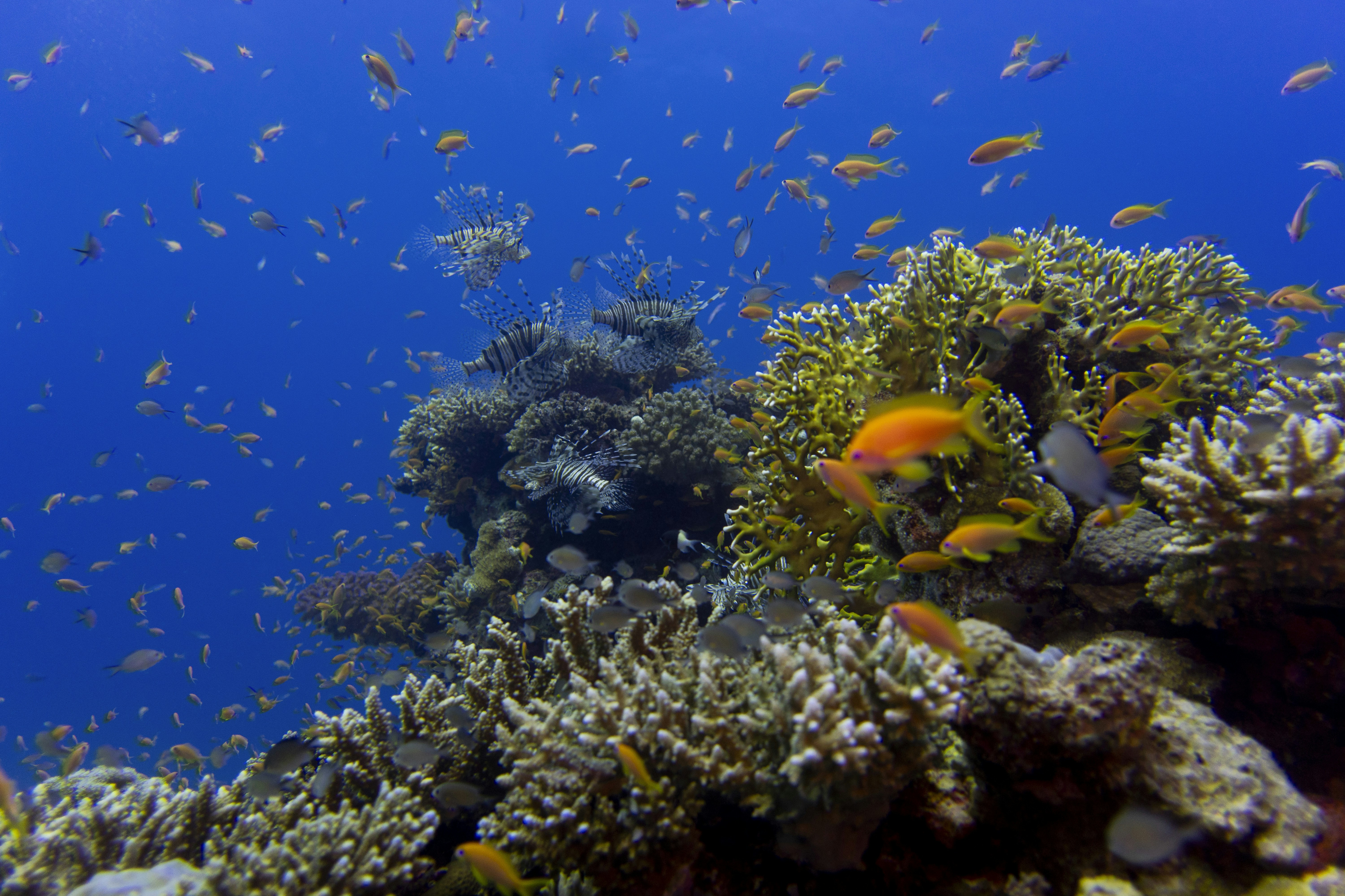 Vibrant Coral Cathedral Beneath a Swarm of Caudate Firefish