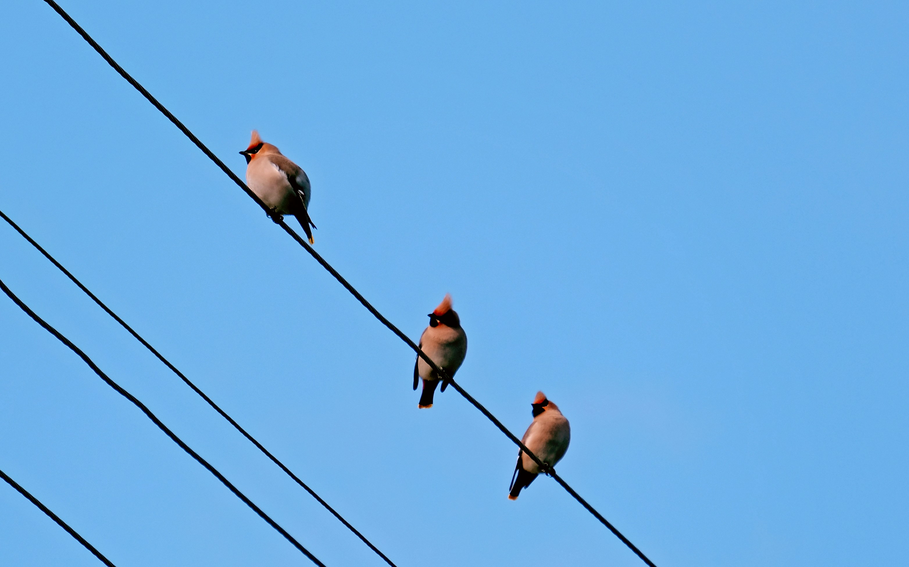 Triplet of Perched Birds on Cable Against a Clear Sky