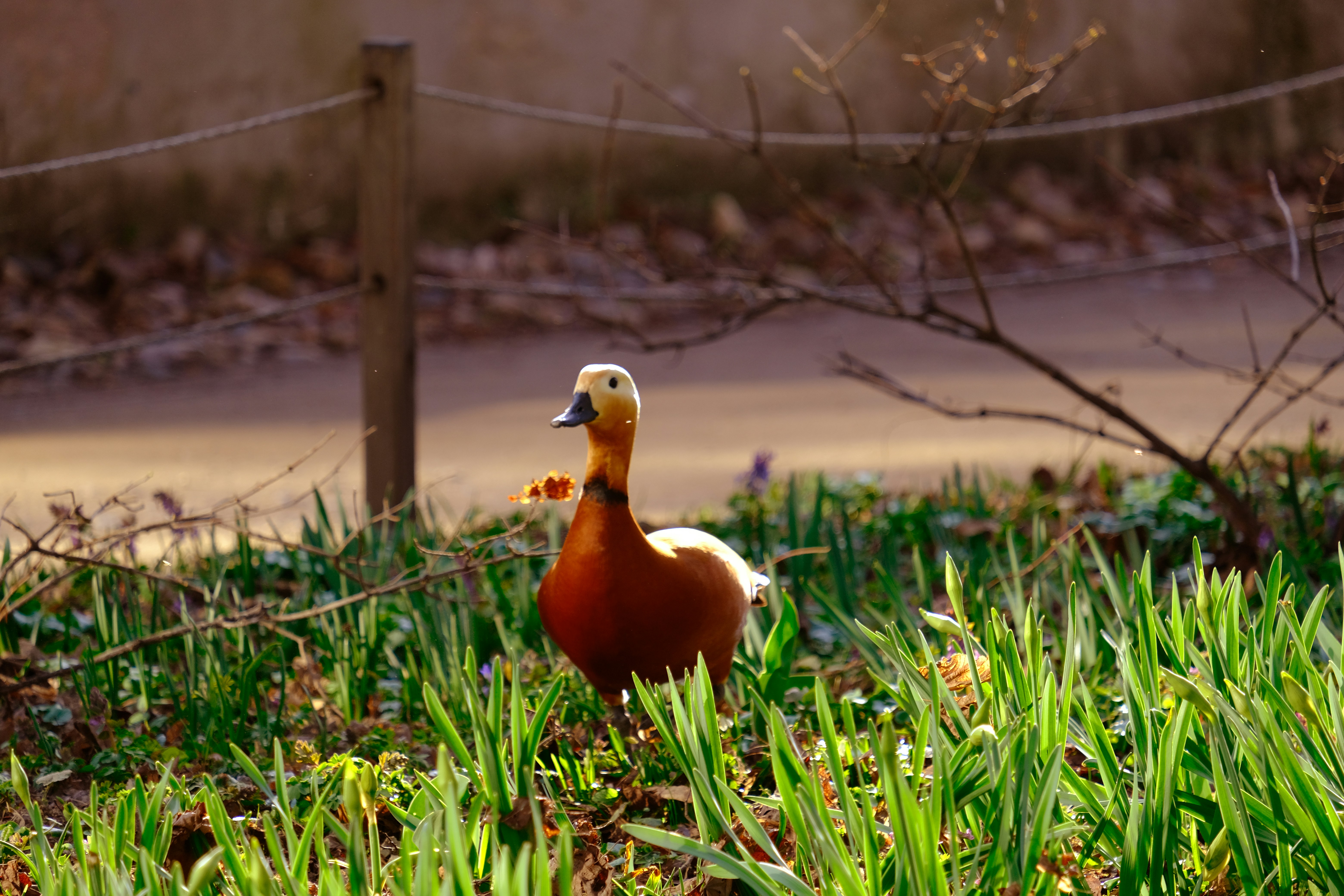 Golden Duck among Sunlit Iris: A Quiet Garden Moment