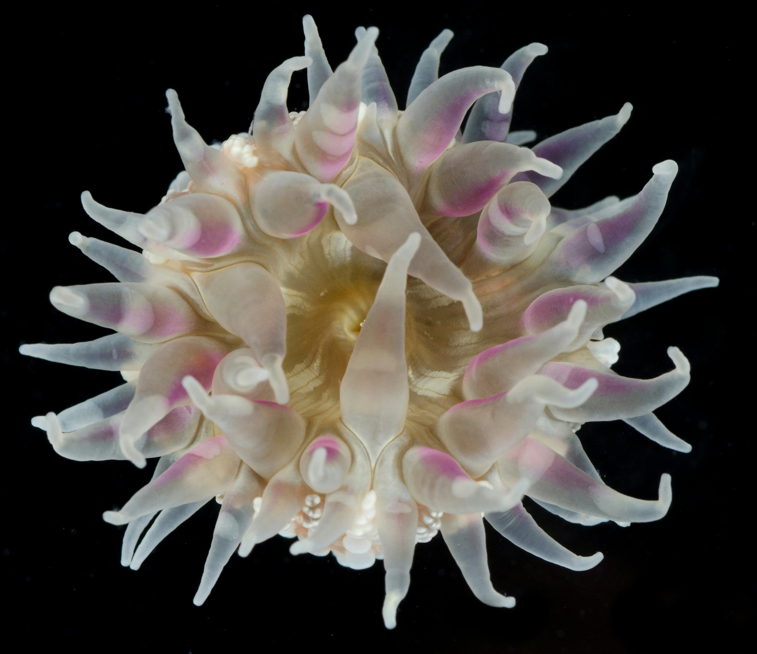 Petal Sphere: A Neon-Soft Coral Blossom at the Edge of Darkness