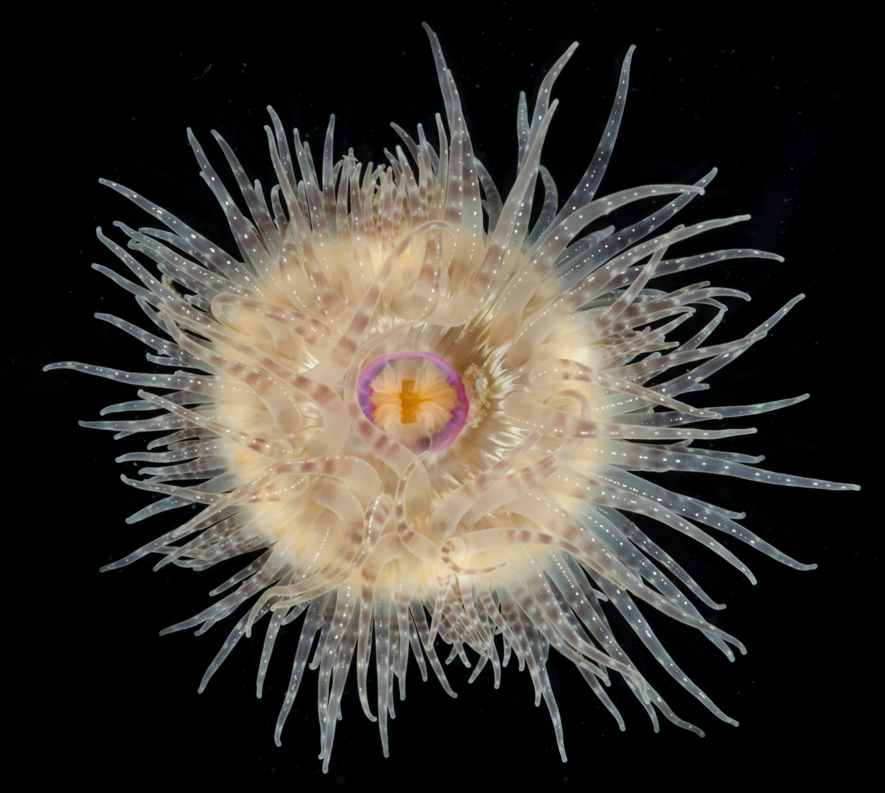 Central Bloom: A Jellyfish-like Sea Anemone in Prismed Gossamer