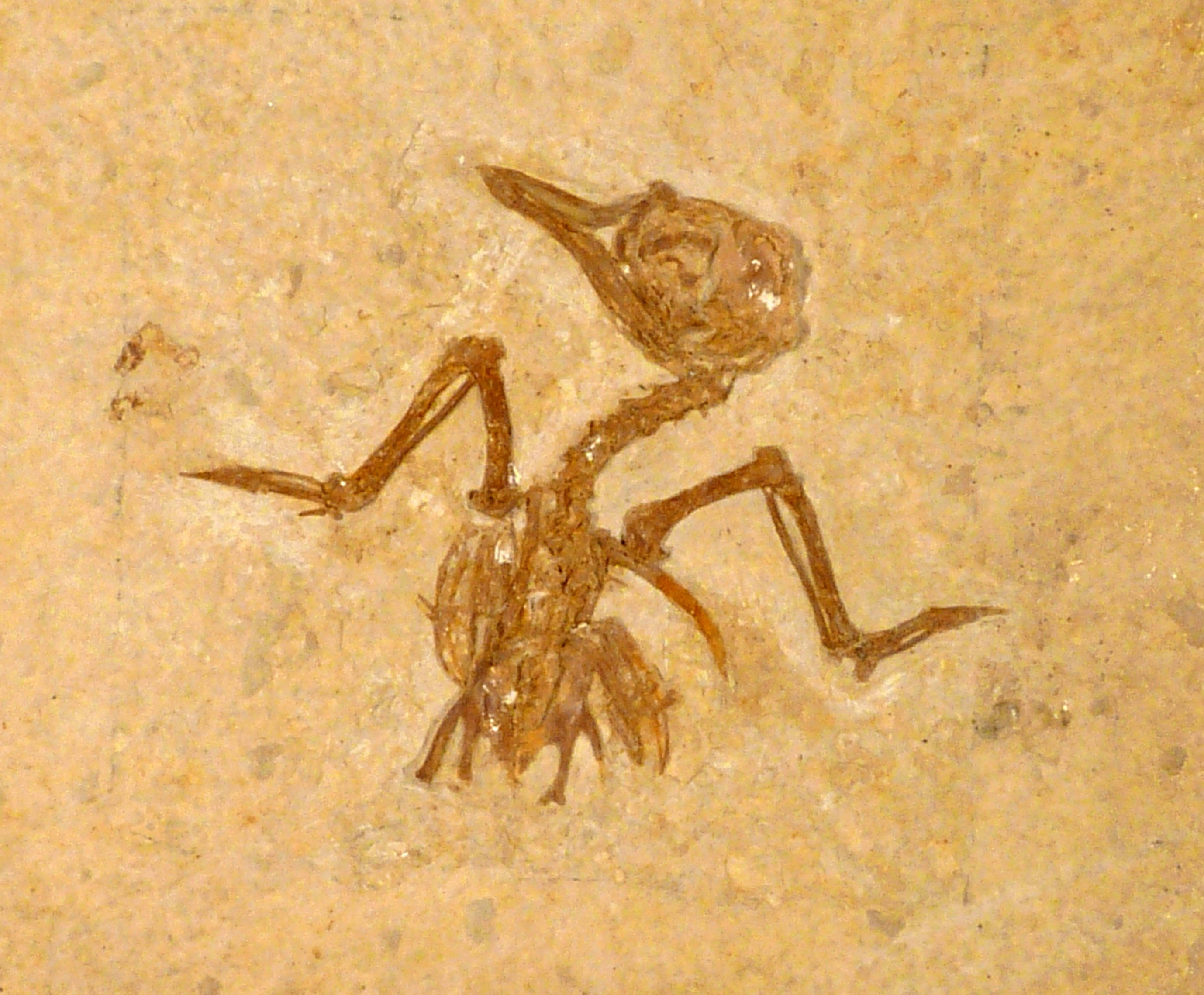 Desiccated Manuscript Beetle: An Ancient Sketch of Persistence