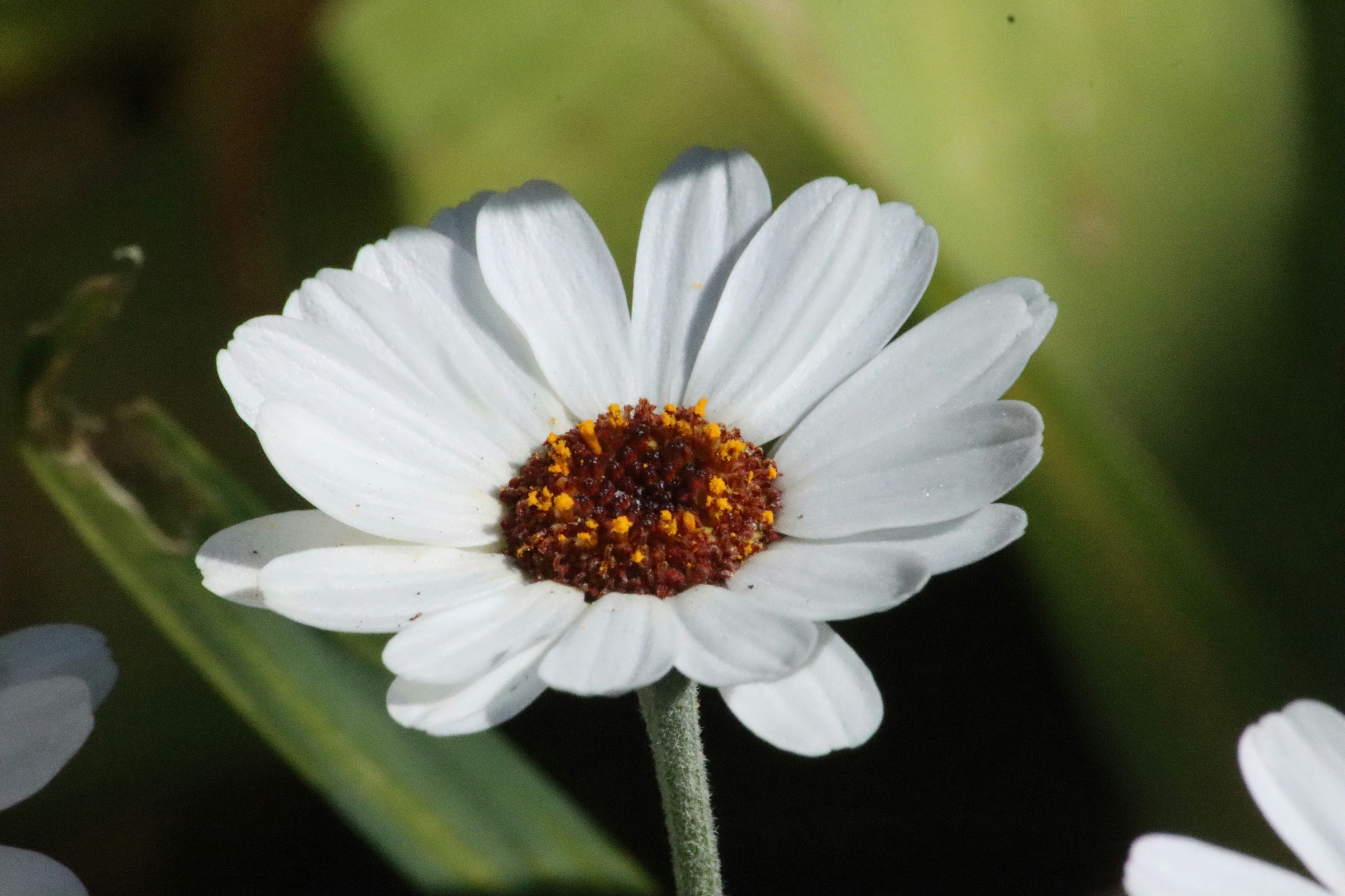 Petal Portrait: A Gentle White Daisy in Focus Against Deep Green Backdrop