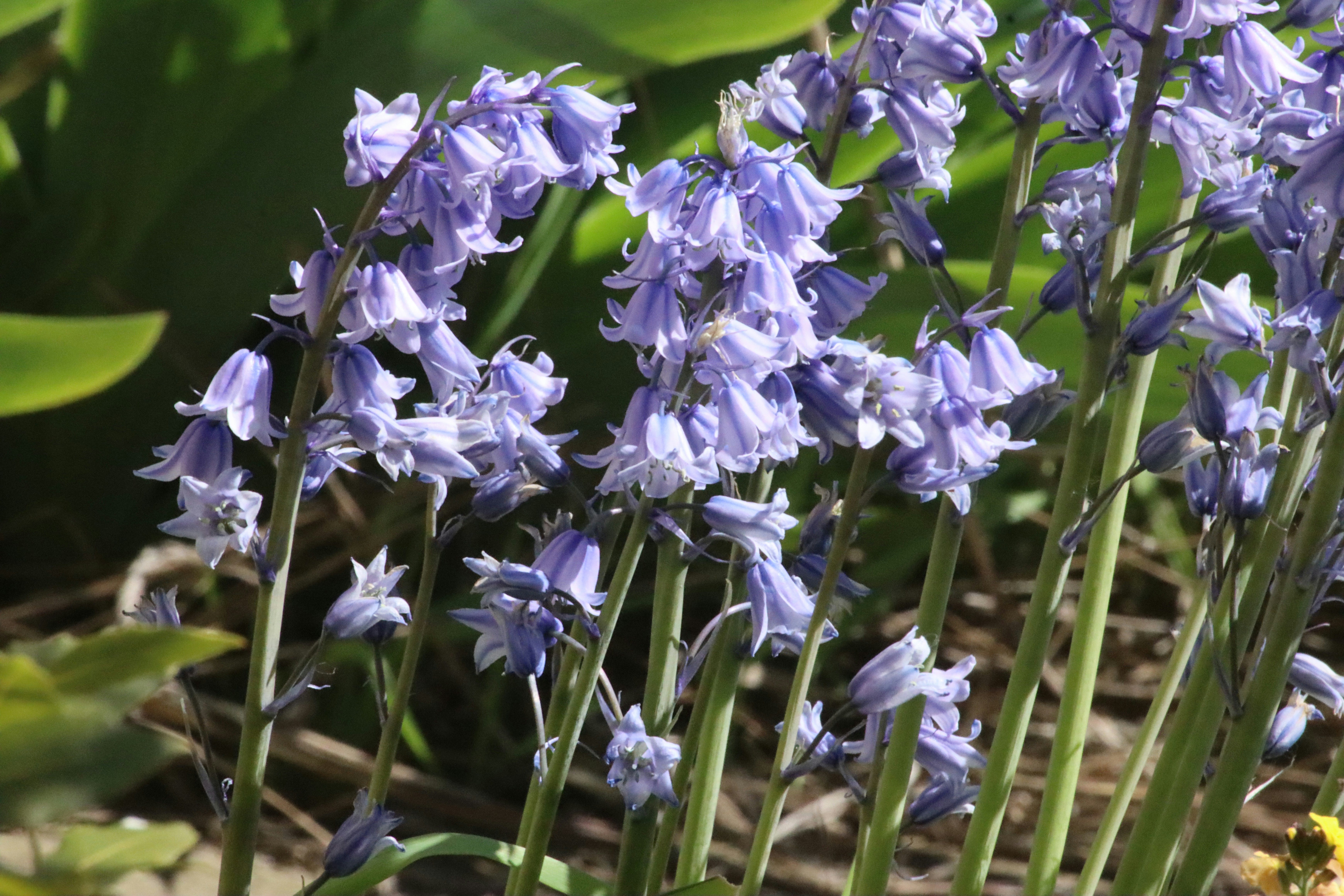 Lavender-blue Flower Spike Chorus in Sunlit Bed