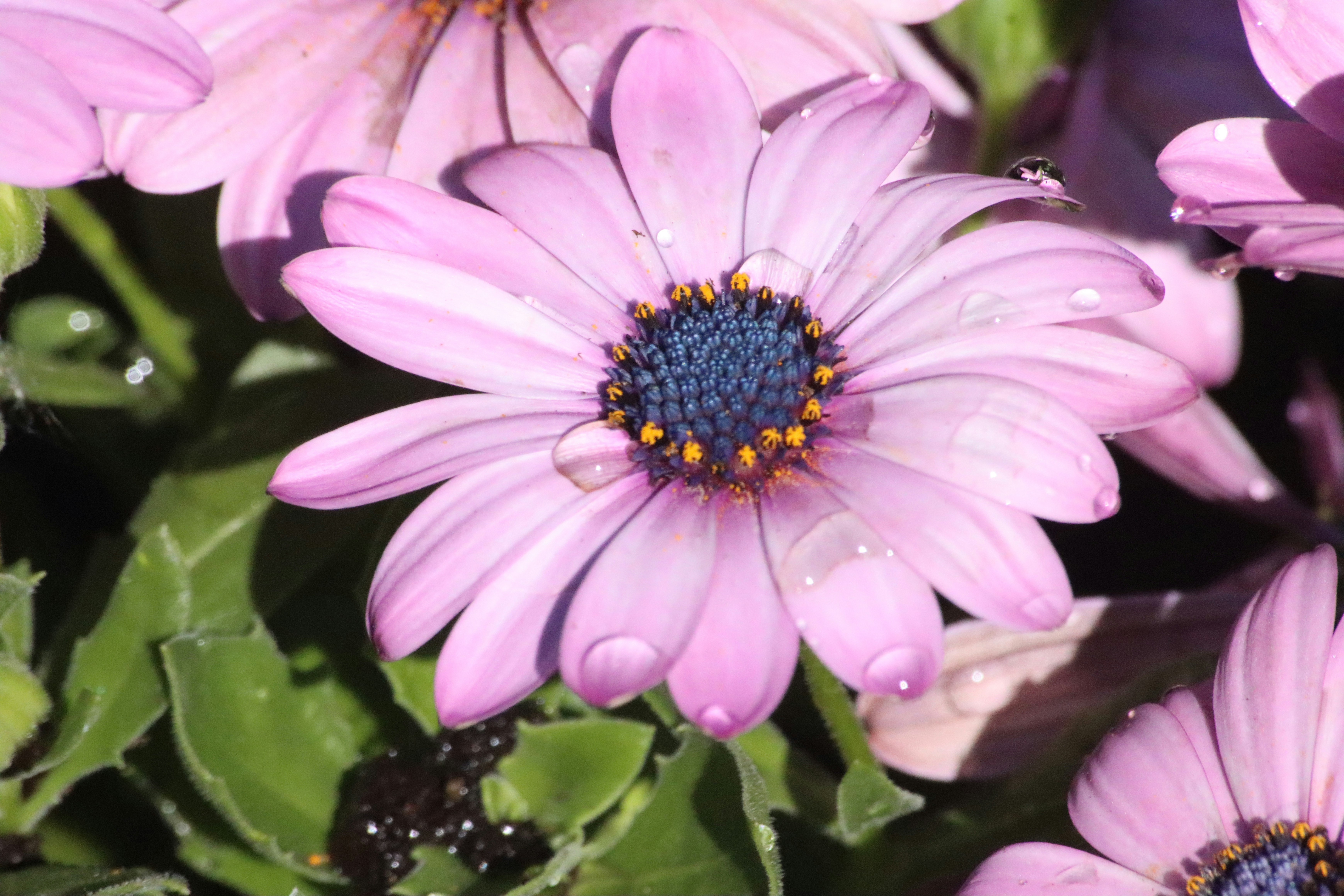 Petaled Bloom Under Soft Light: A Pink Daisy with a Blue Center