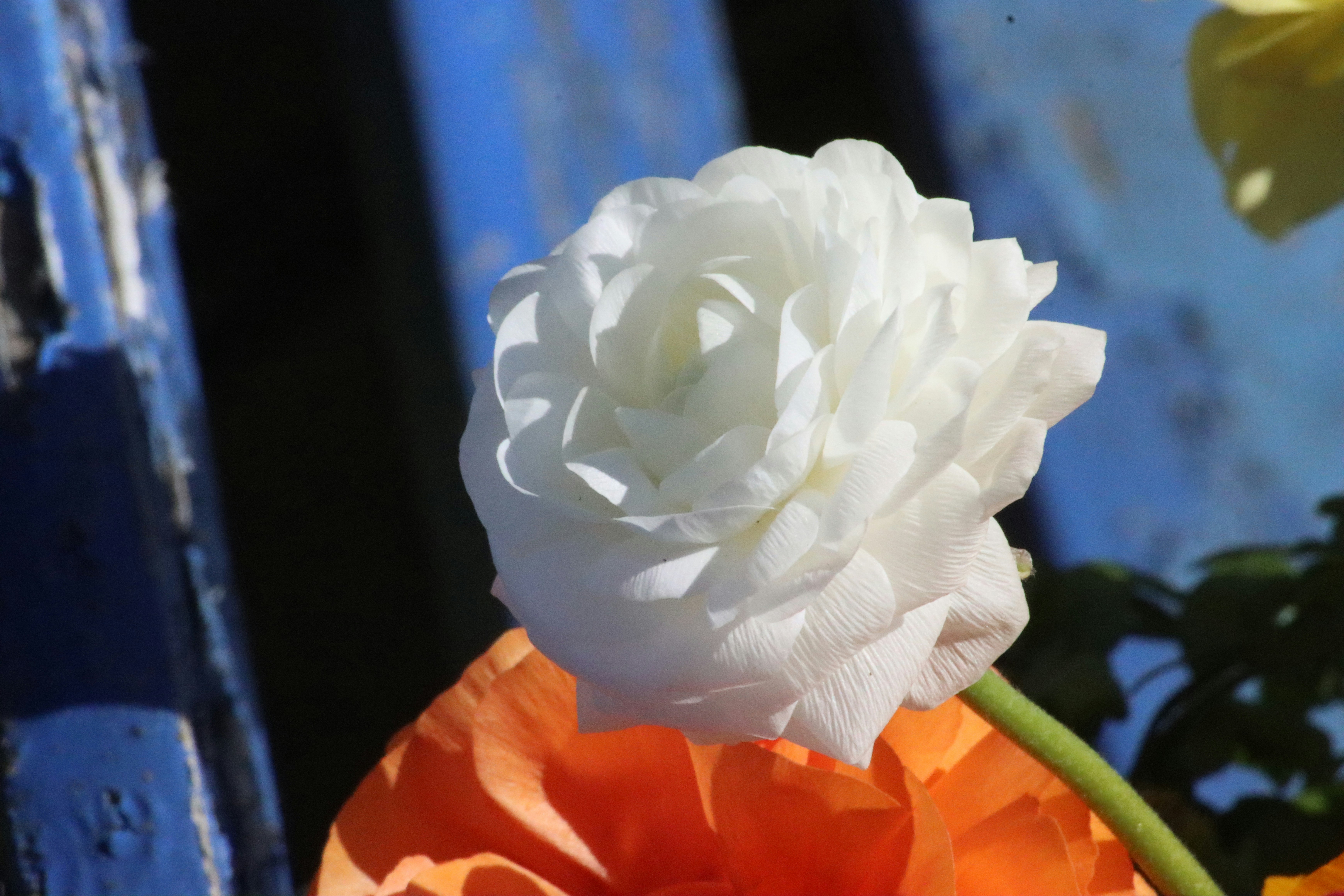 White Rose Bloom Against Industrial Blue