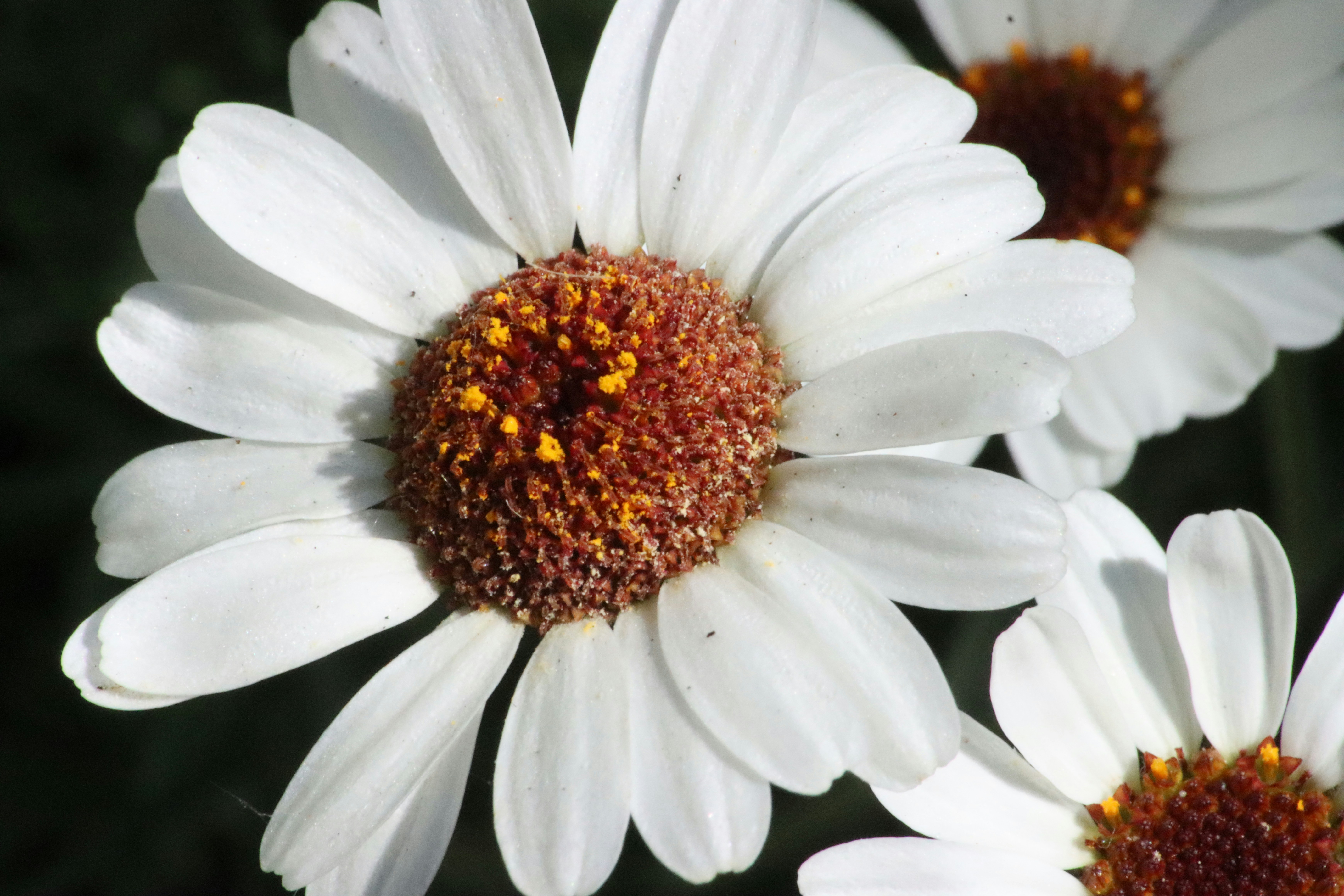Close-Up Bloom: White Daisies with Golden Centers in Morning Light