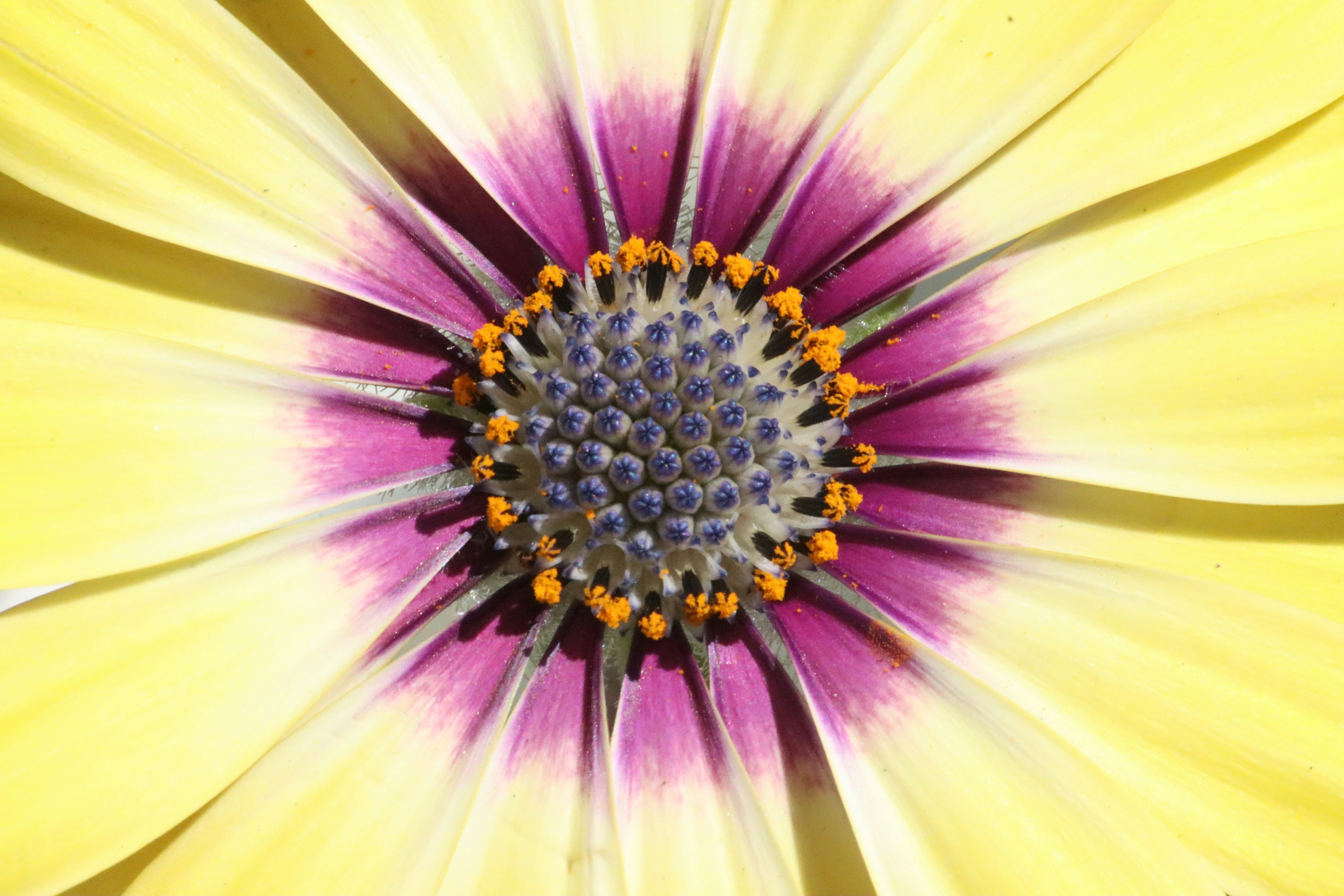 Central Bloom: A Yellow Petal Burst Framed by Purple Heart