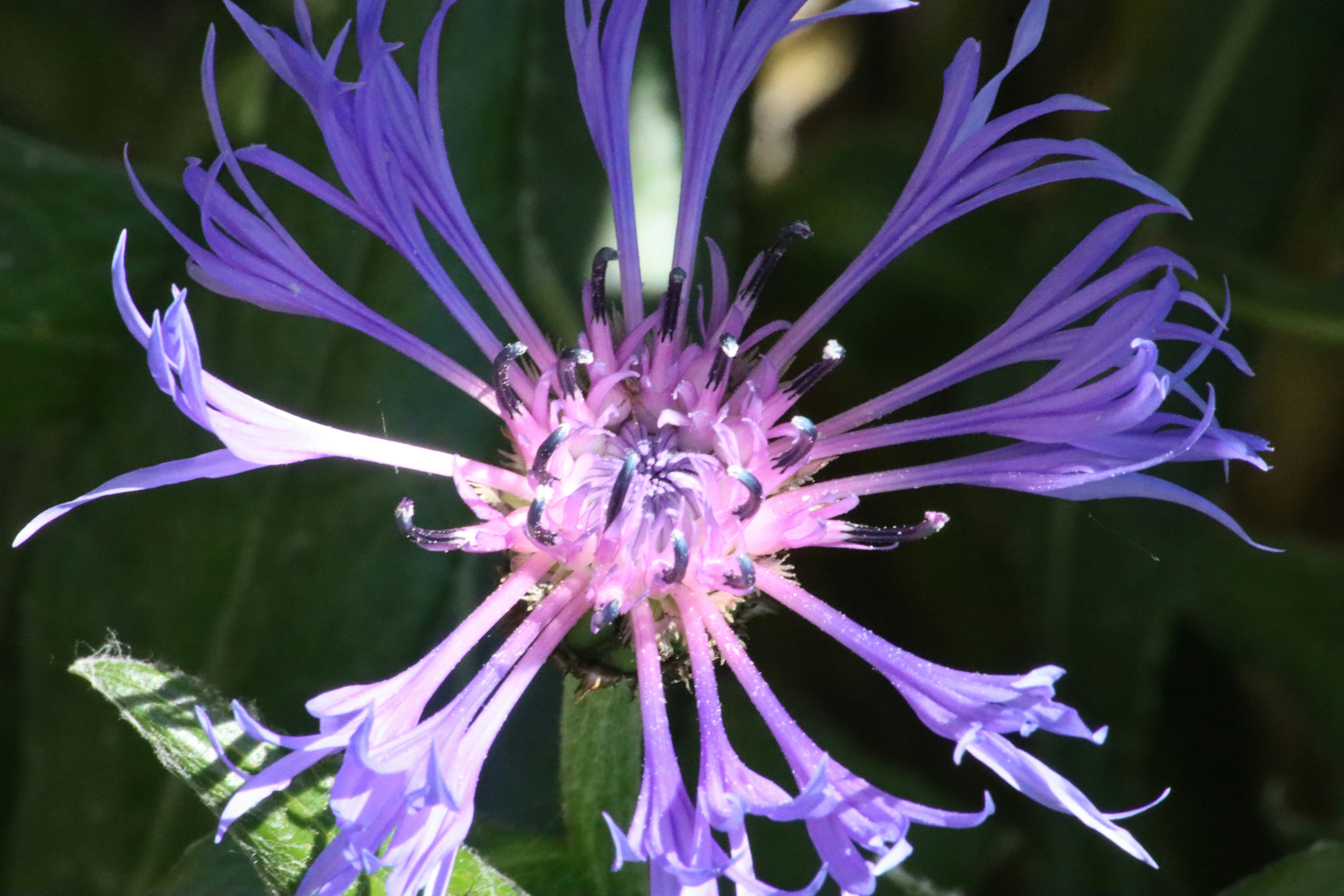 Radiant Chromatic Bloom: Purple Anemone at the Center Stage