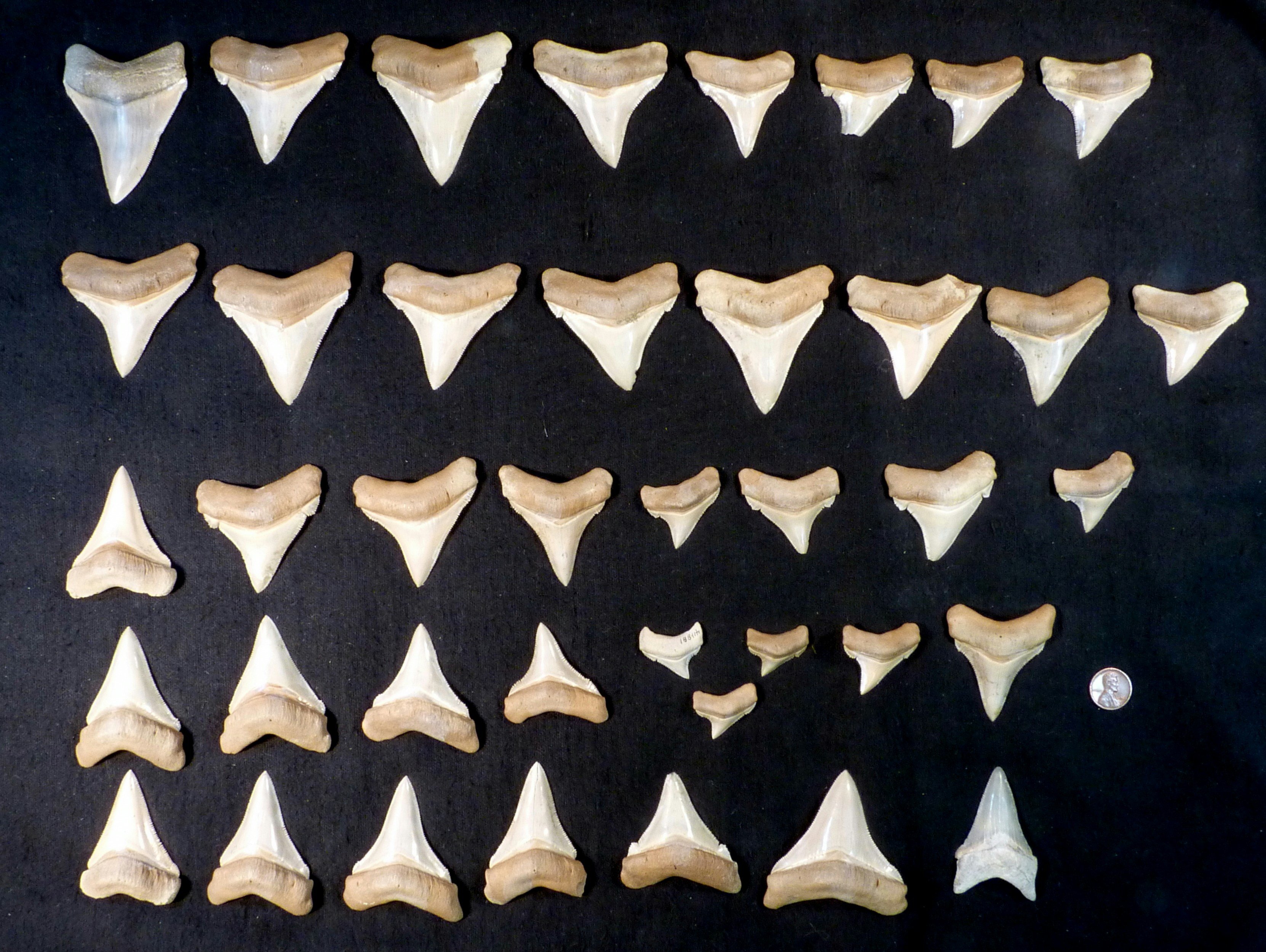 Row of fossil shark teeth: a paleontologist’s small specimen cache