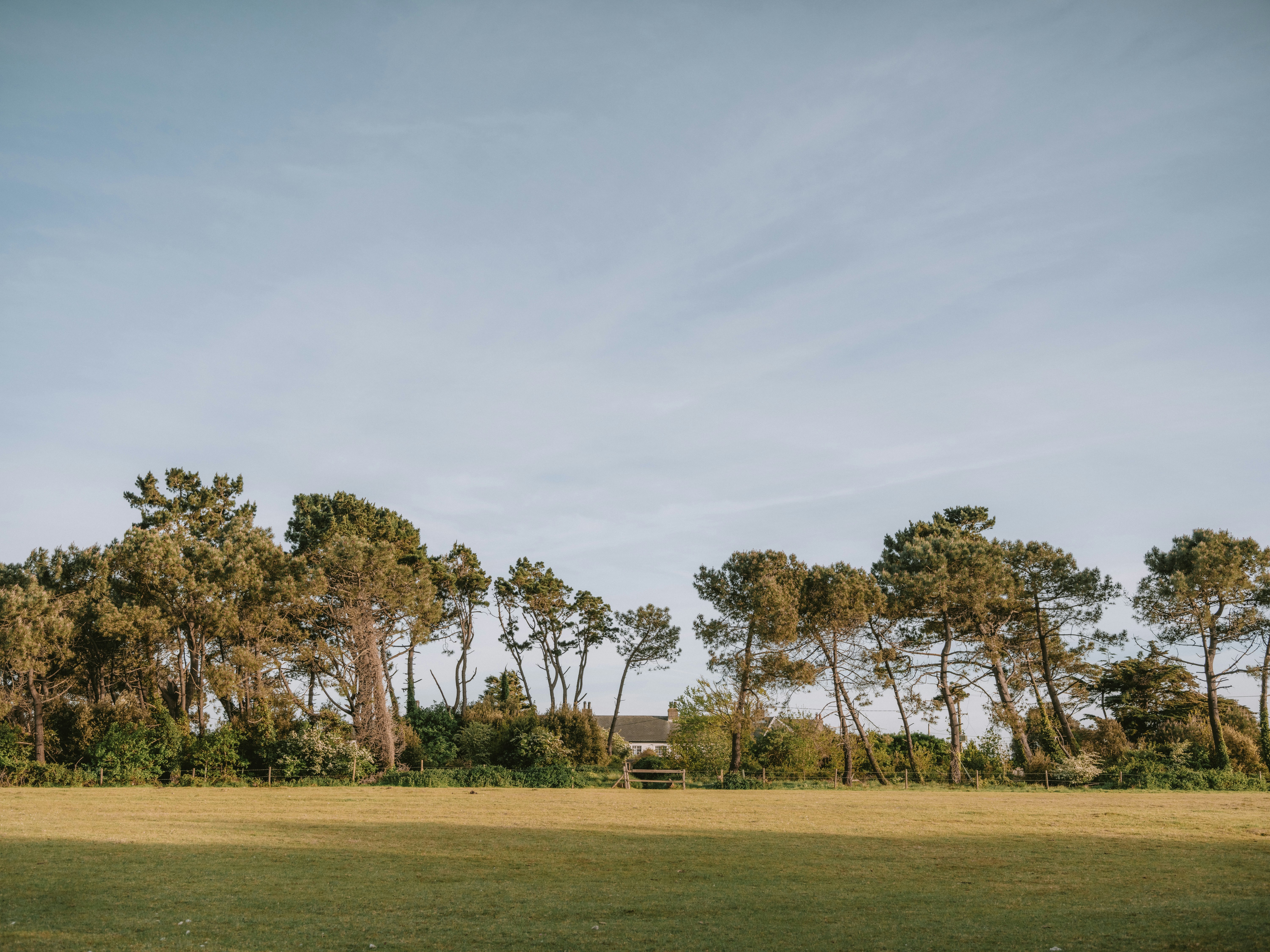 Line of Trees at Distant Edge of Field