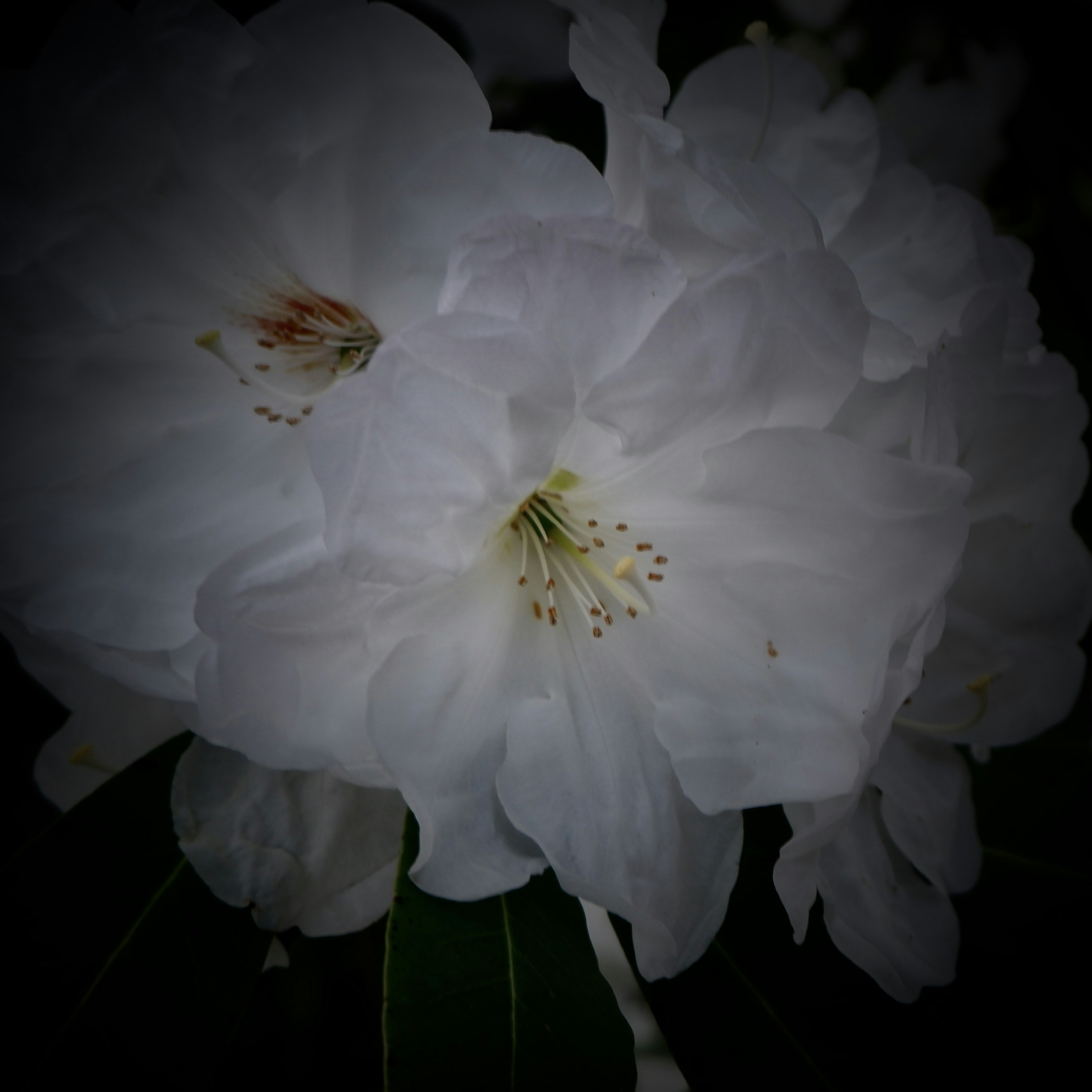 Veiled Bloom: White Rhododendron Beneath Shadows