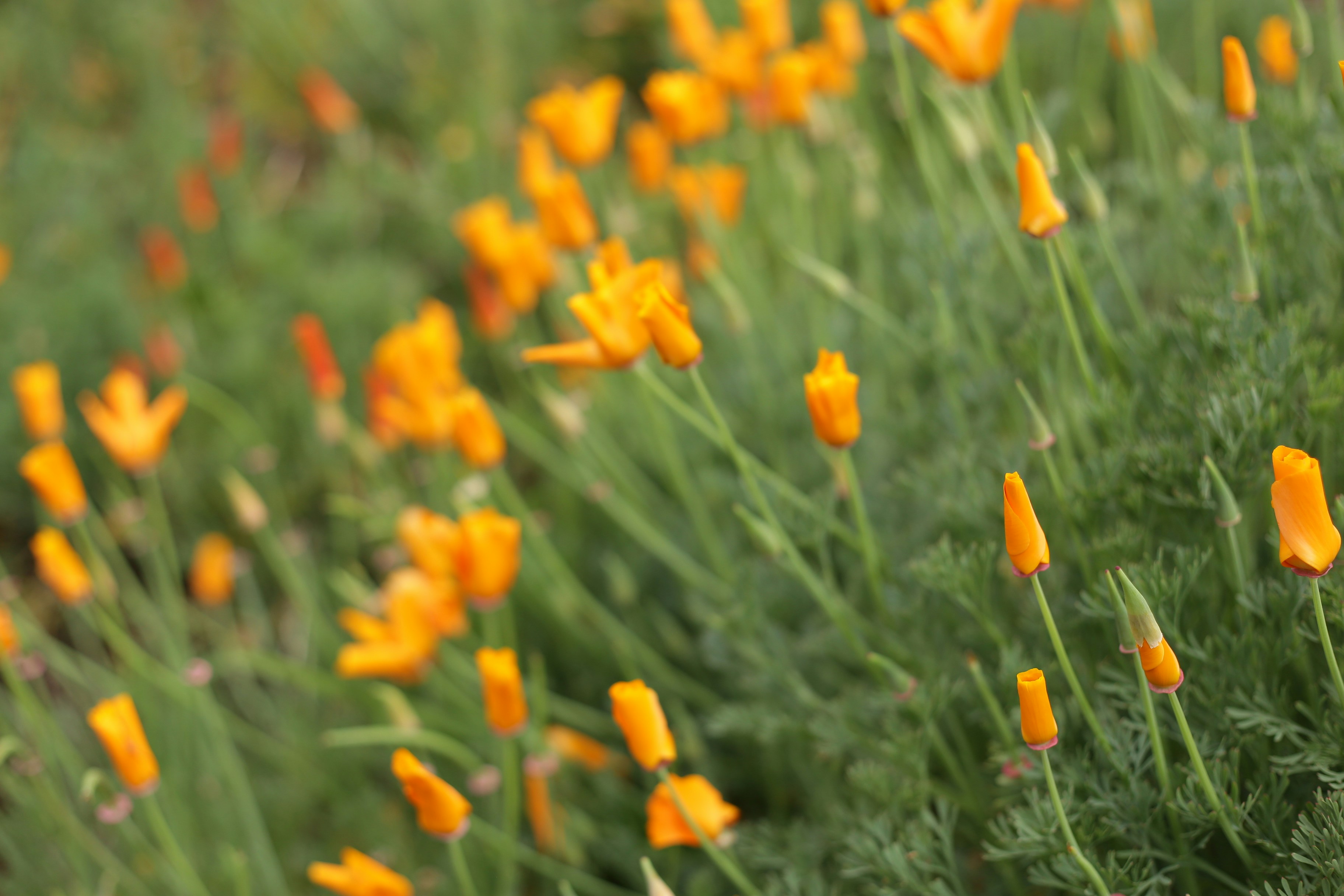Fields of Amber: A Tilt-Shift of California Poppies in Spring