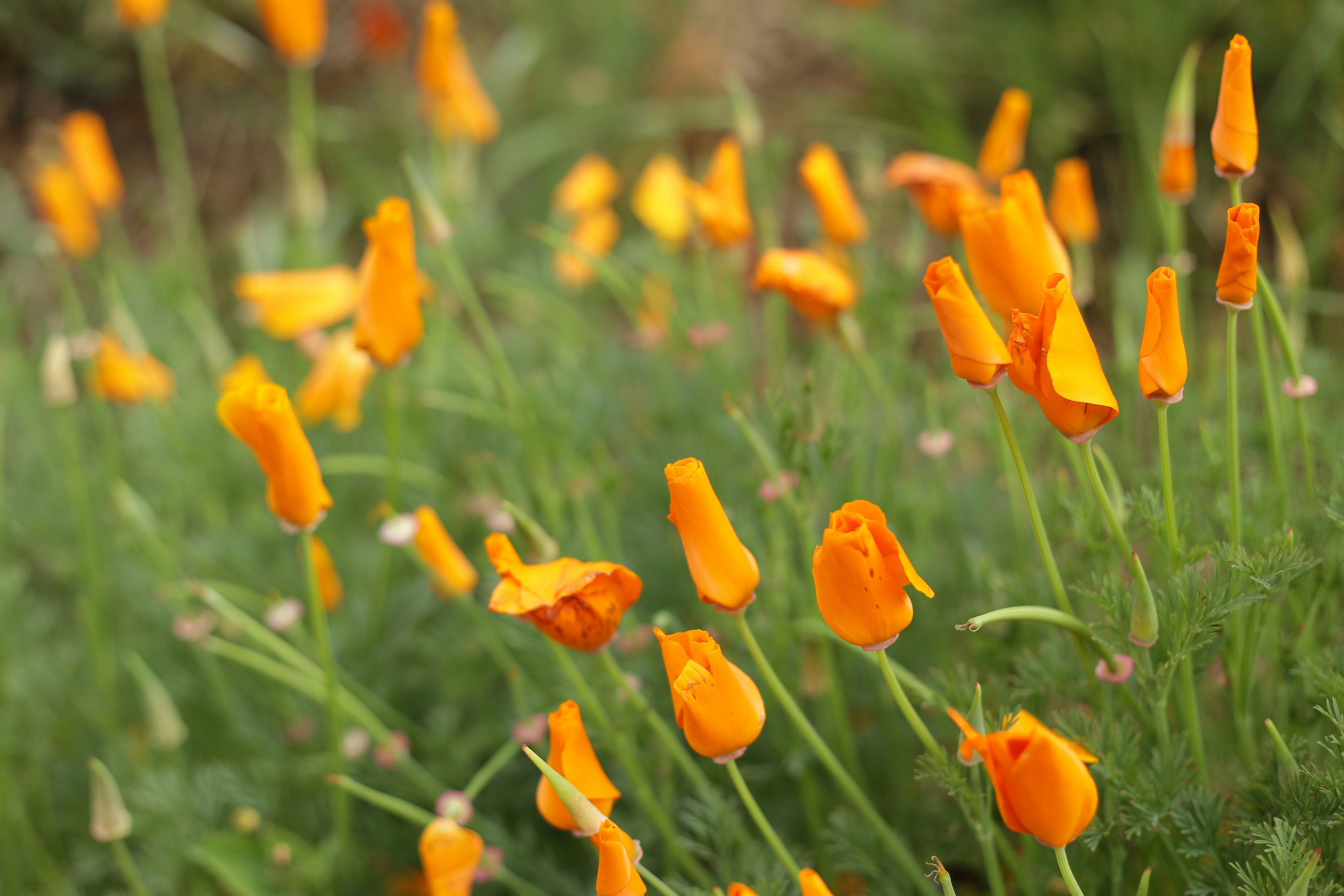 Amber Blooms in a Softly Meandering Field