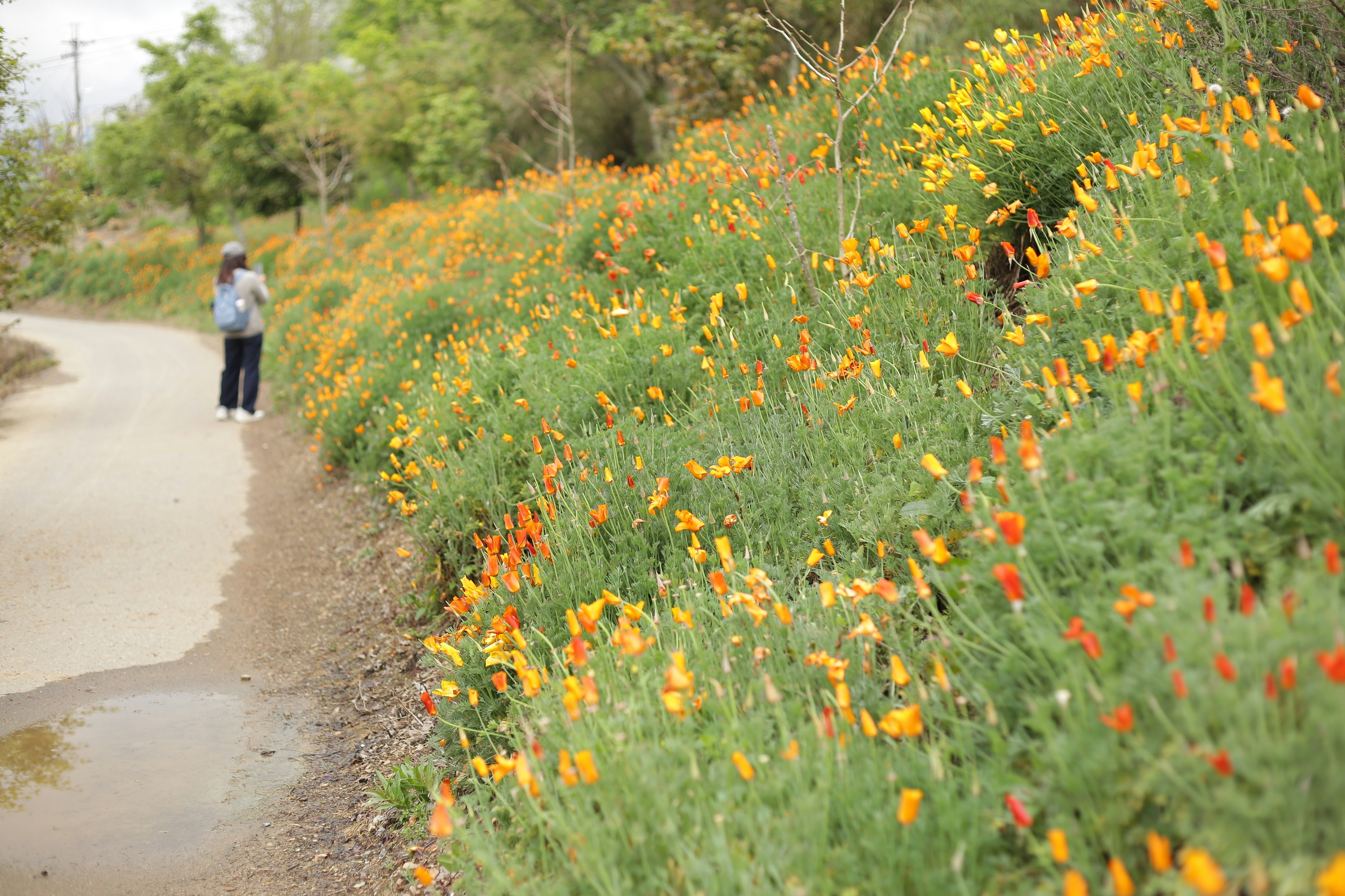 Yellow blooms along the winding dirt path
