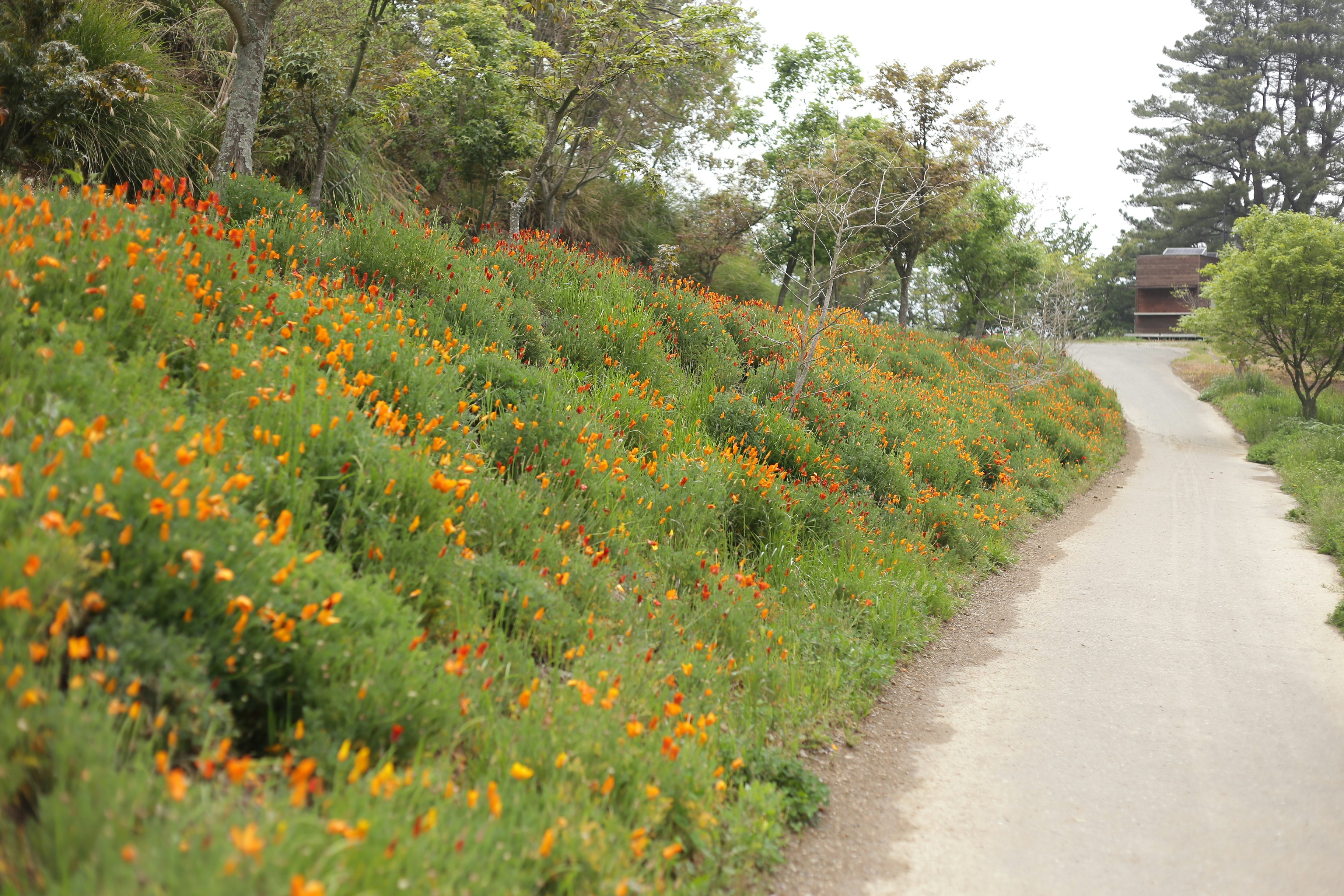 Hillside Corridor: A Winding Path Flourishing with Orange Blooms