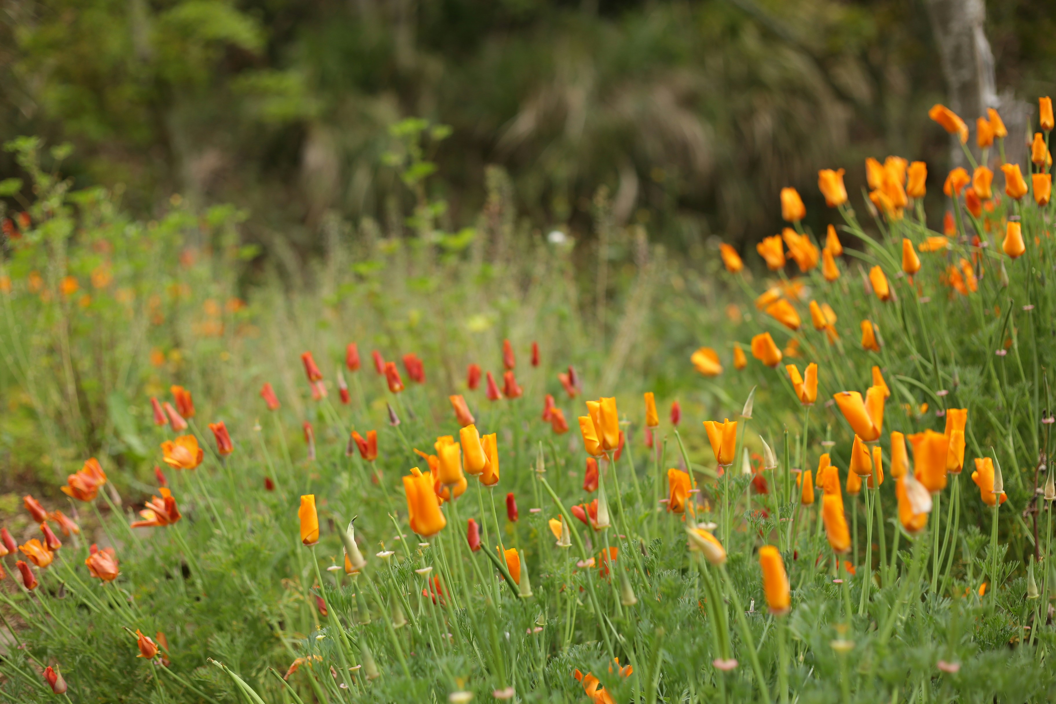 Amber Bluffs: Orange Poppies Under a Quiet Canopy
