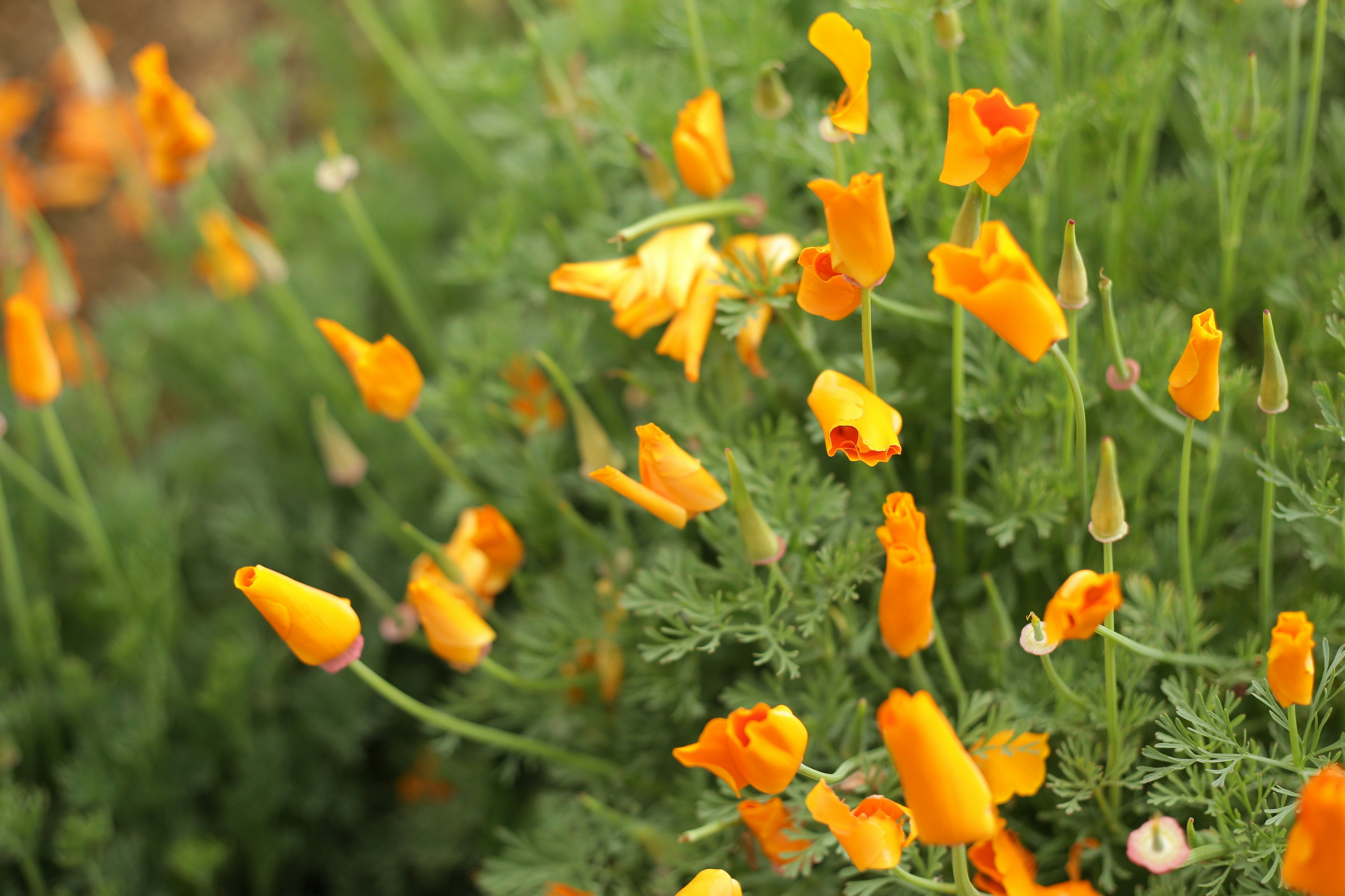 Amber Blooms in a Golden Breeze