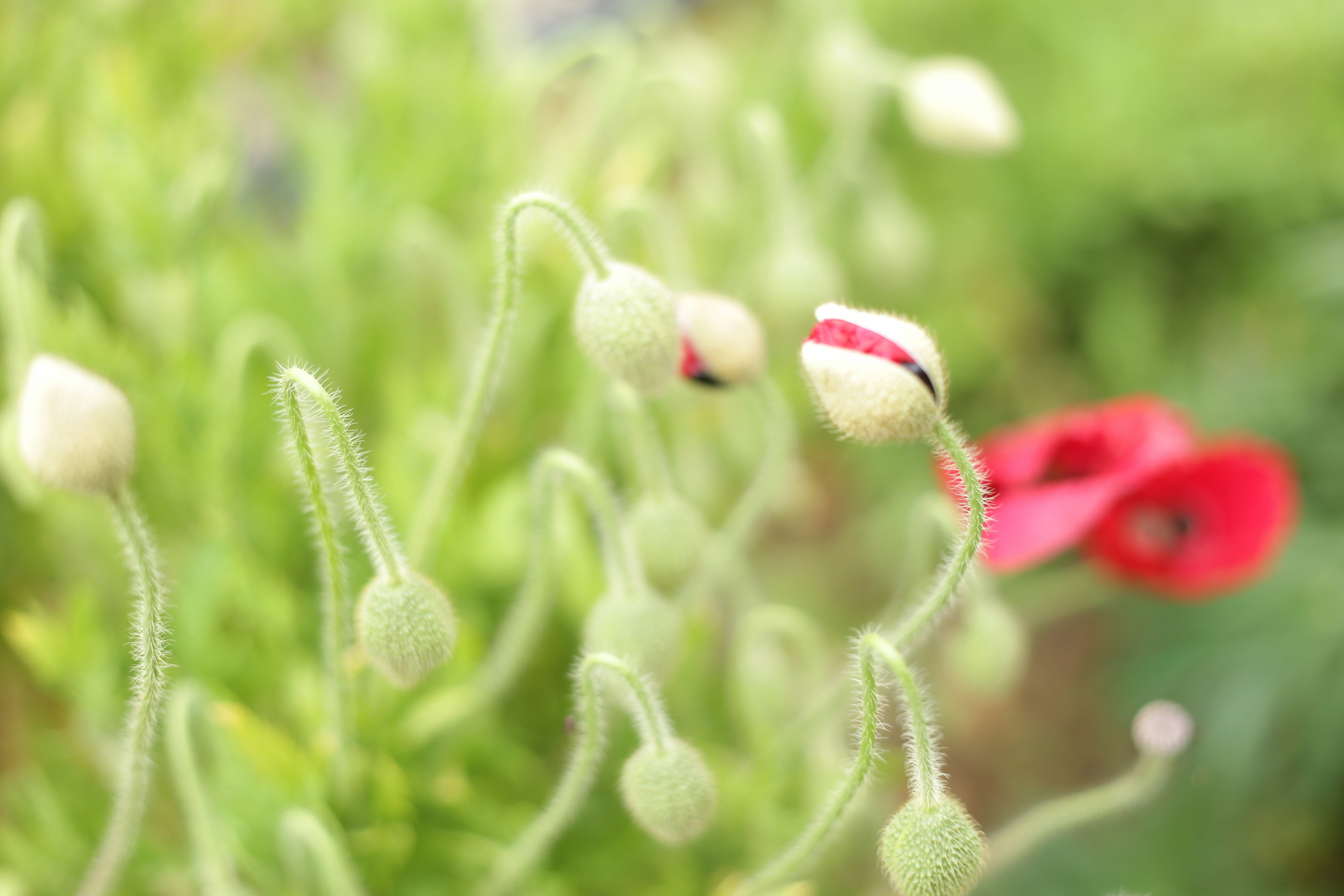Poppies and Pearly Buds: A Soft Bloom in Evening Light