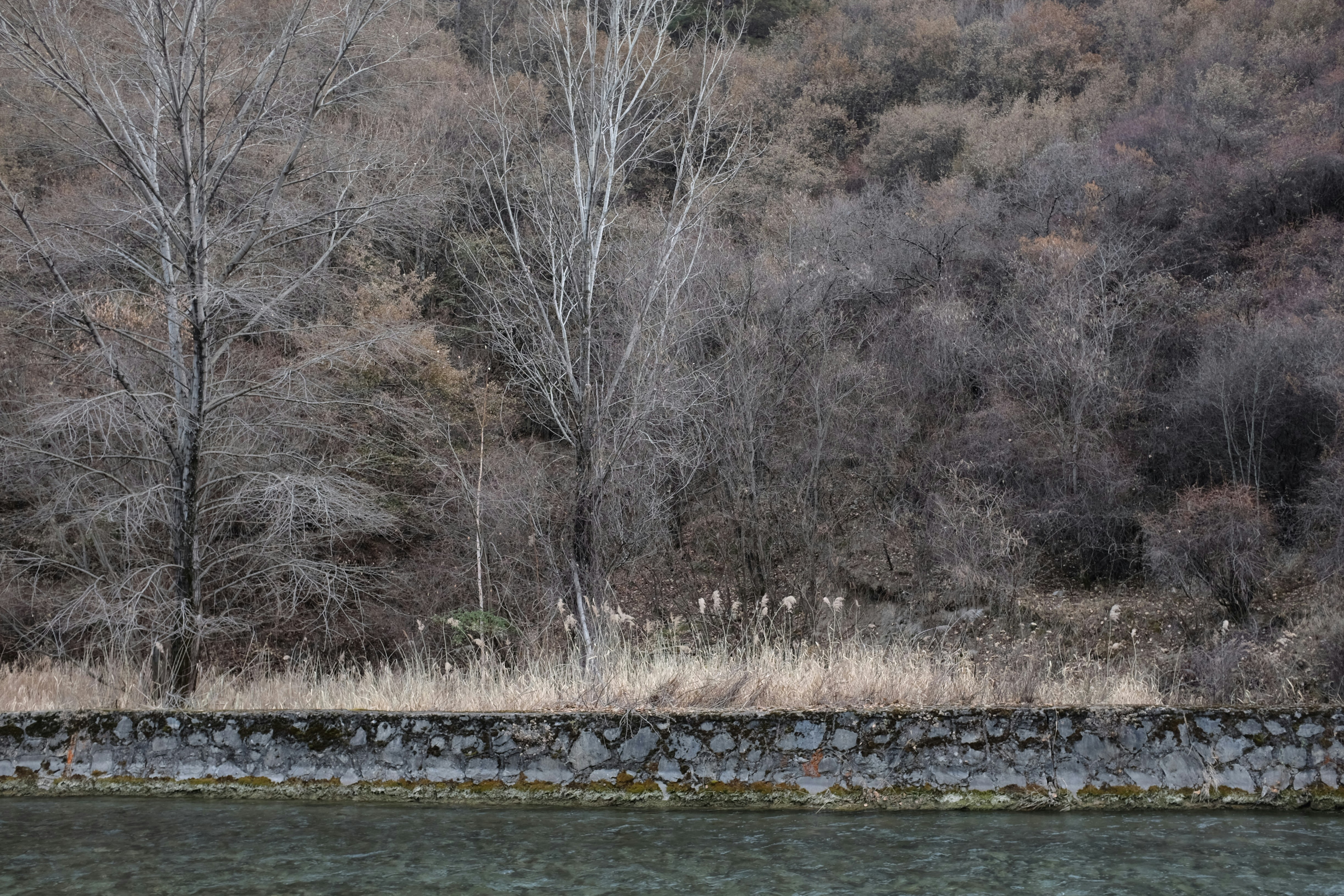 Rugged riverbank with skeletal trees and a stone embankment