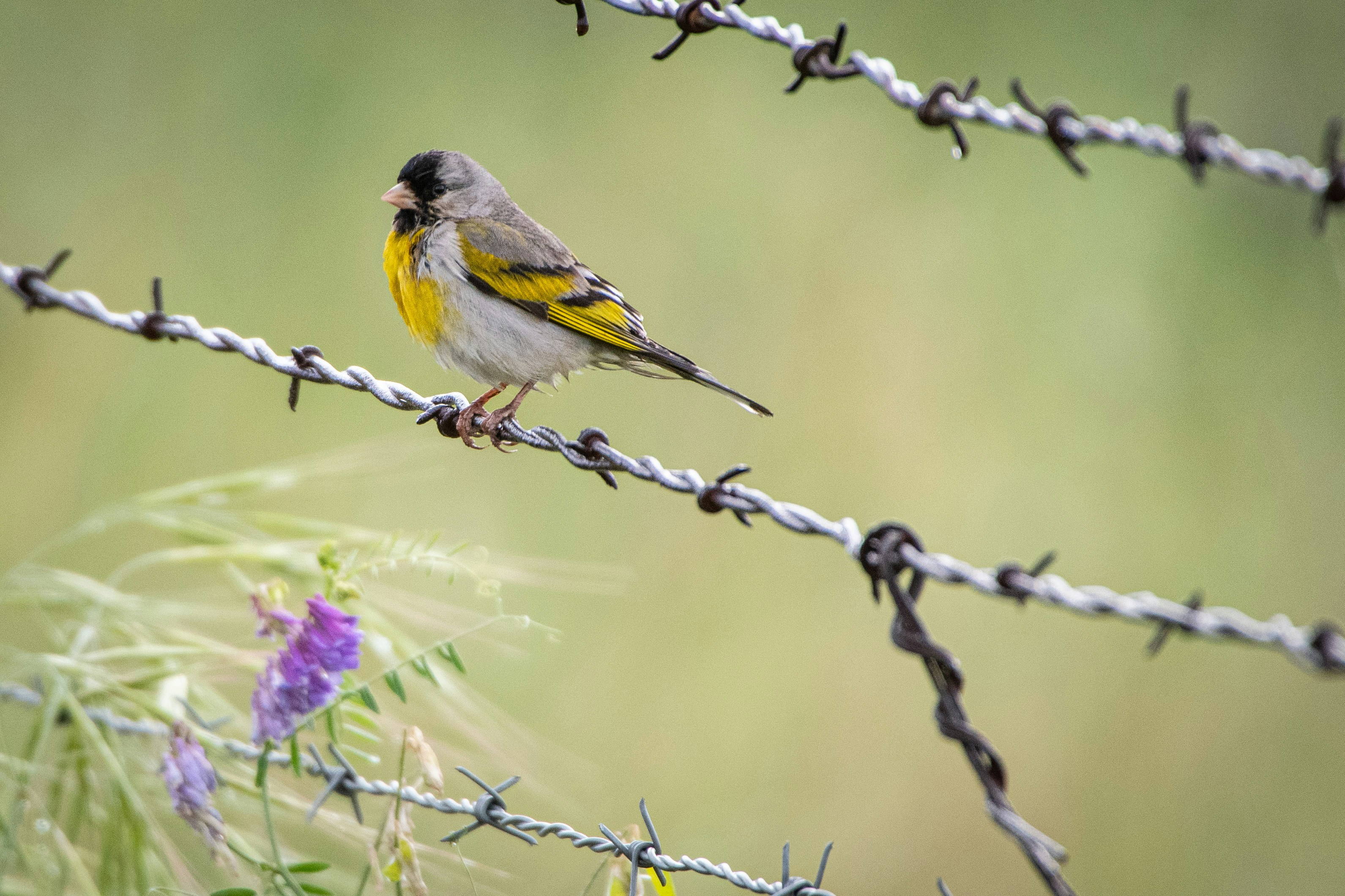 Yellow-vented Warbler on Barbed Wire Crossbar