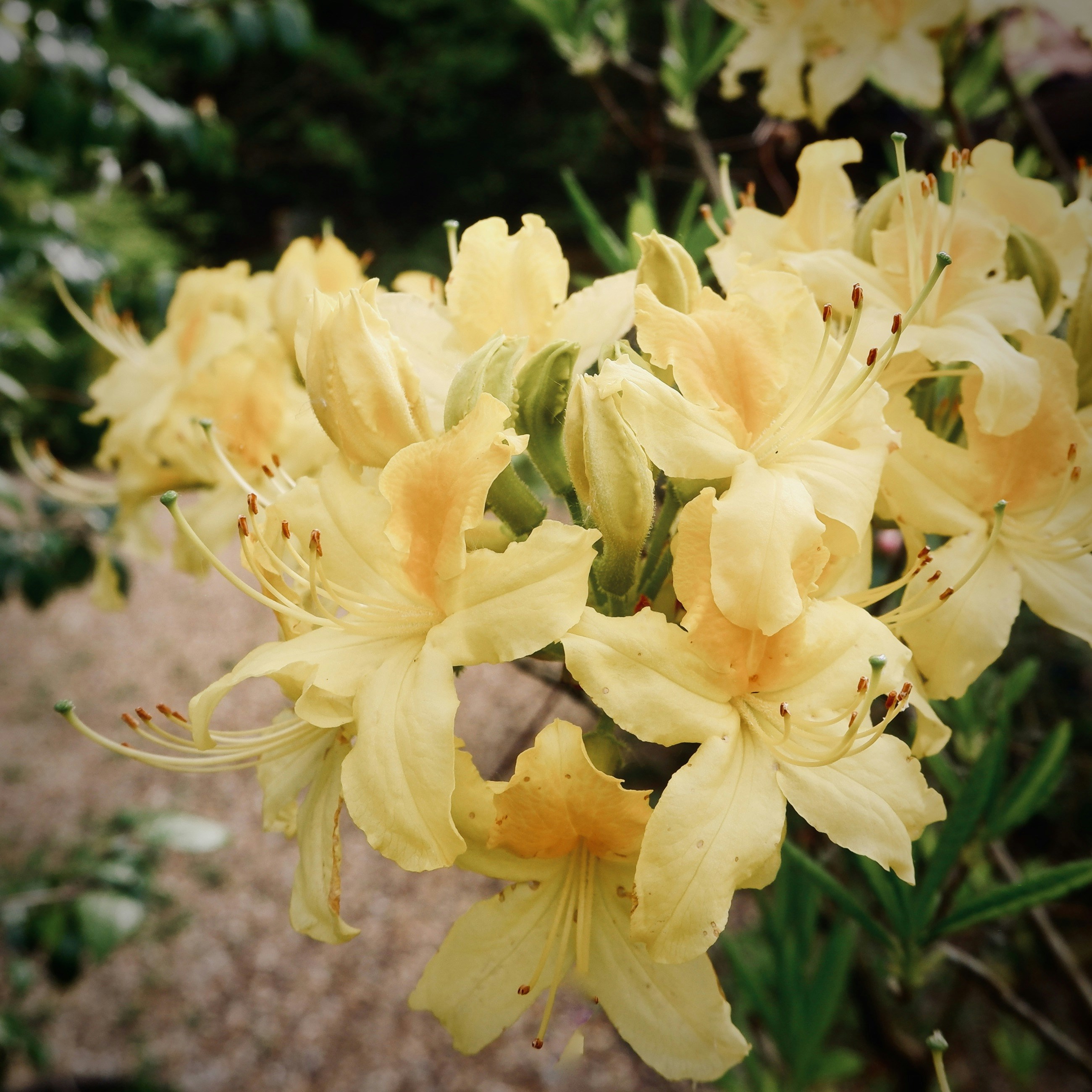 Sunlit Cream Bouquets: Close-Up of Yellow Azalea Blossoms