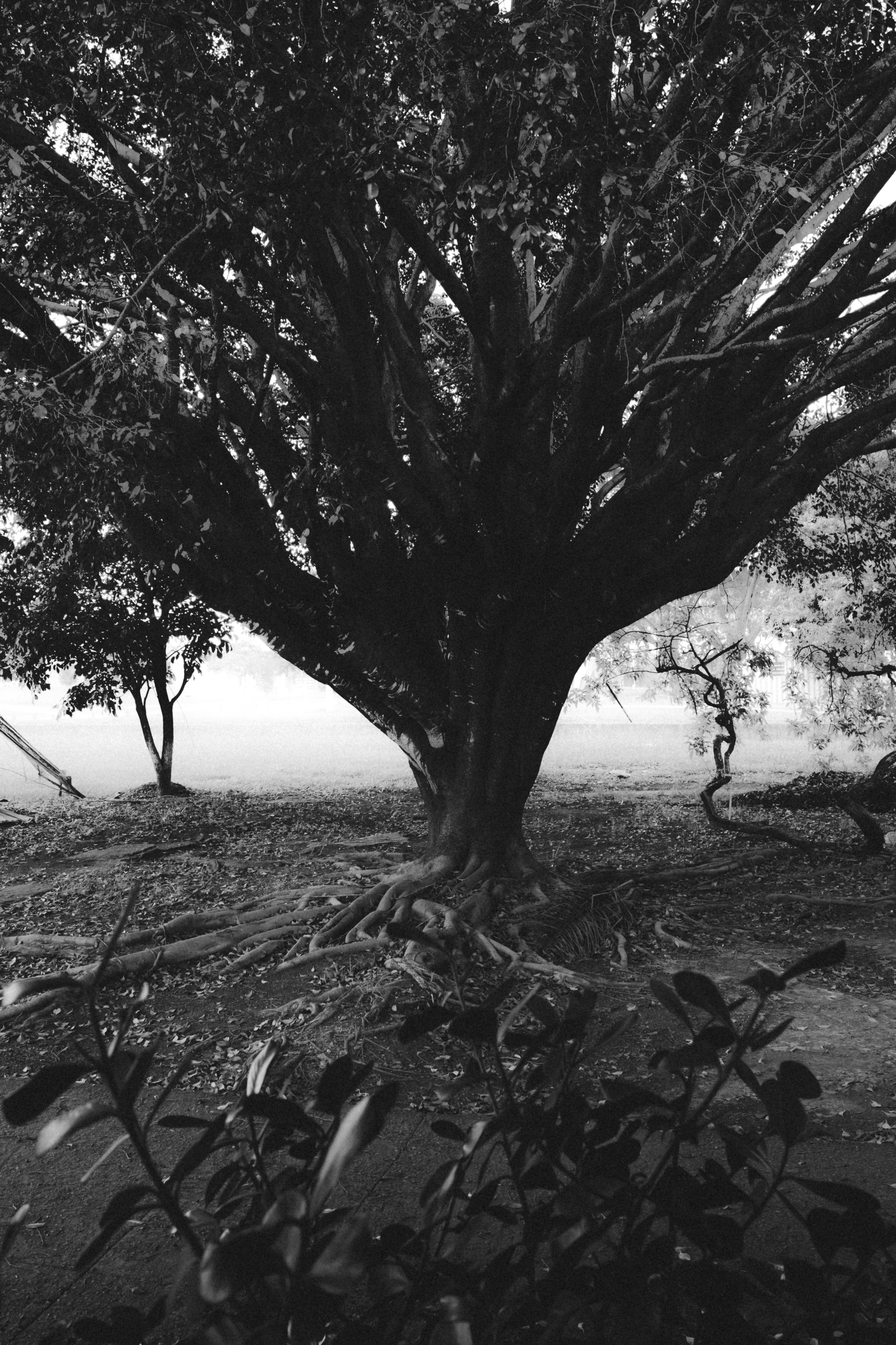 The Ancient Arboreal Sentinel