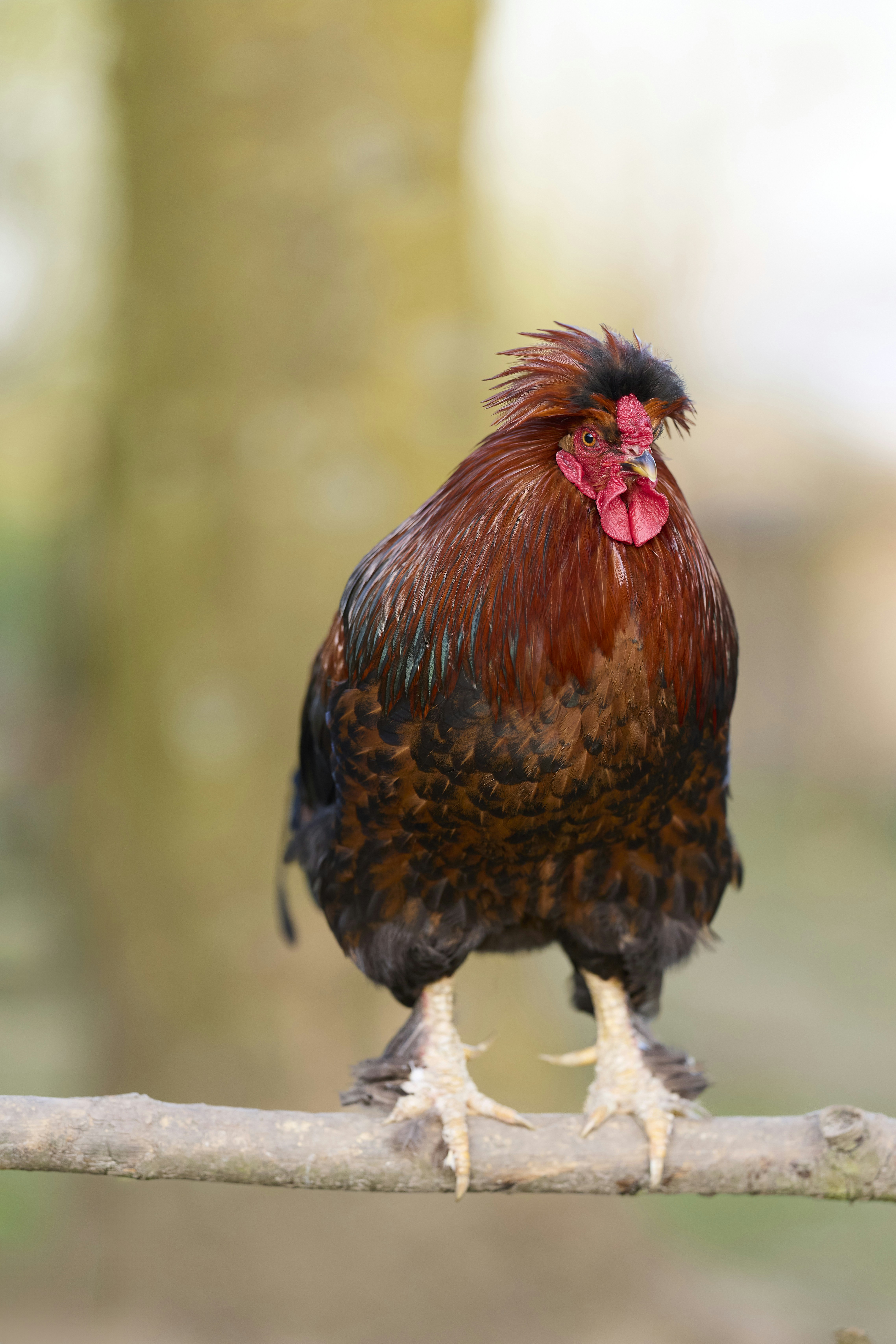 Roosting Red: A Rooster Perched on a Twig