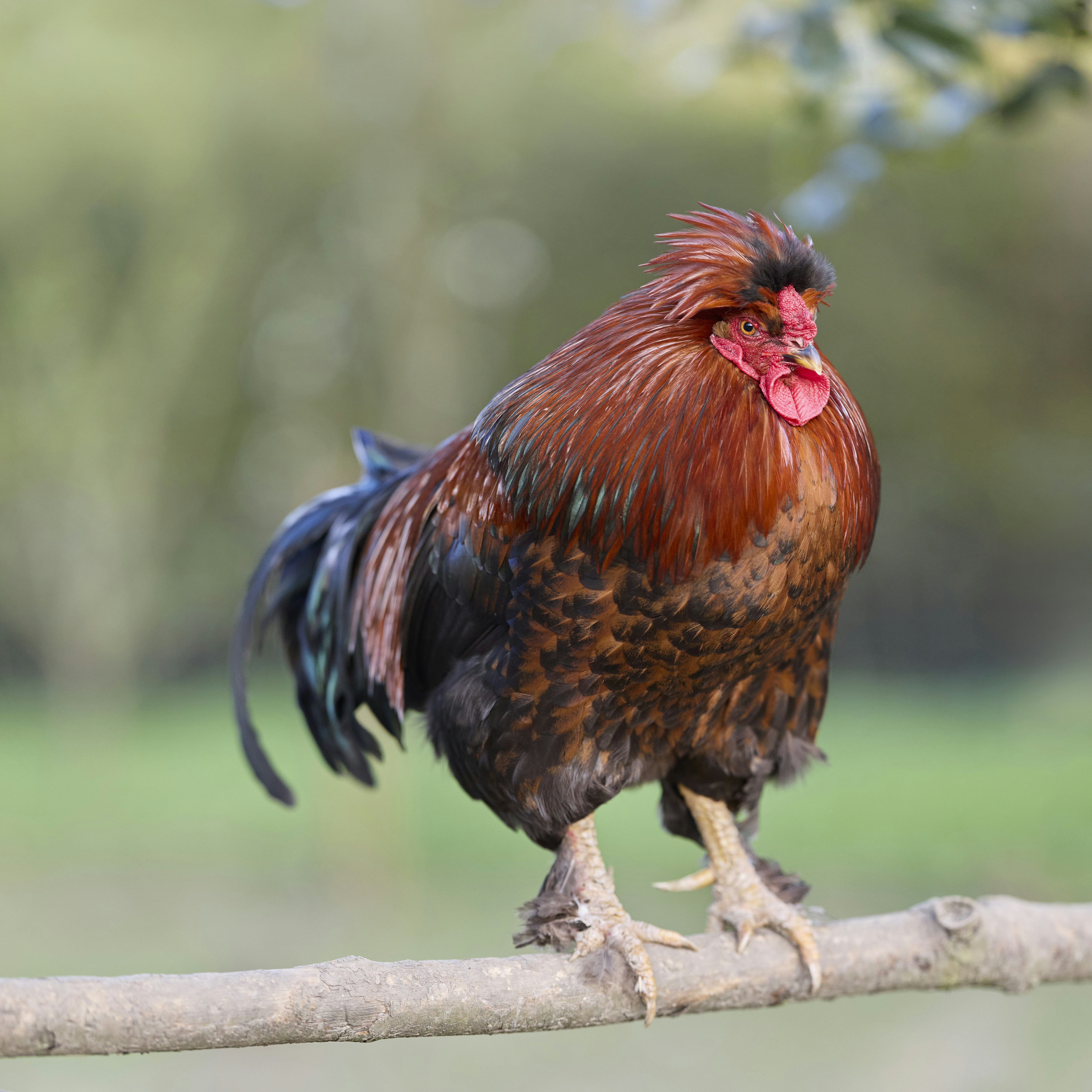 Red Rooster Premier: a proud portrait perched on a weathered branch