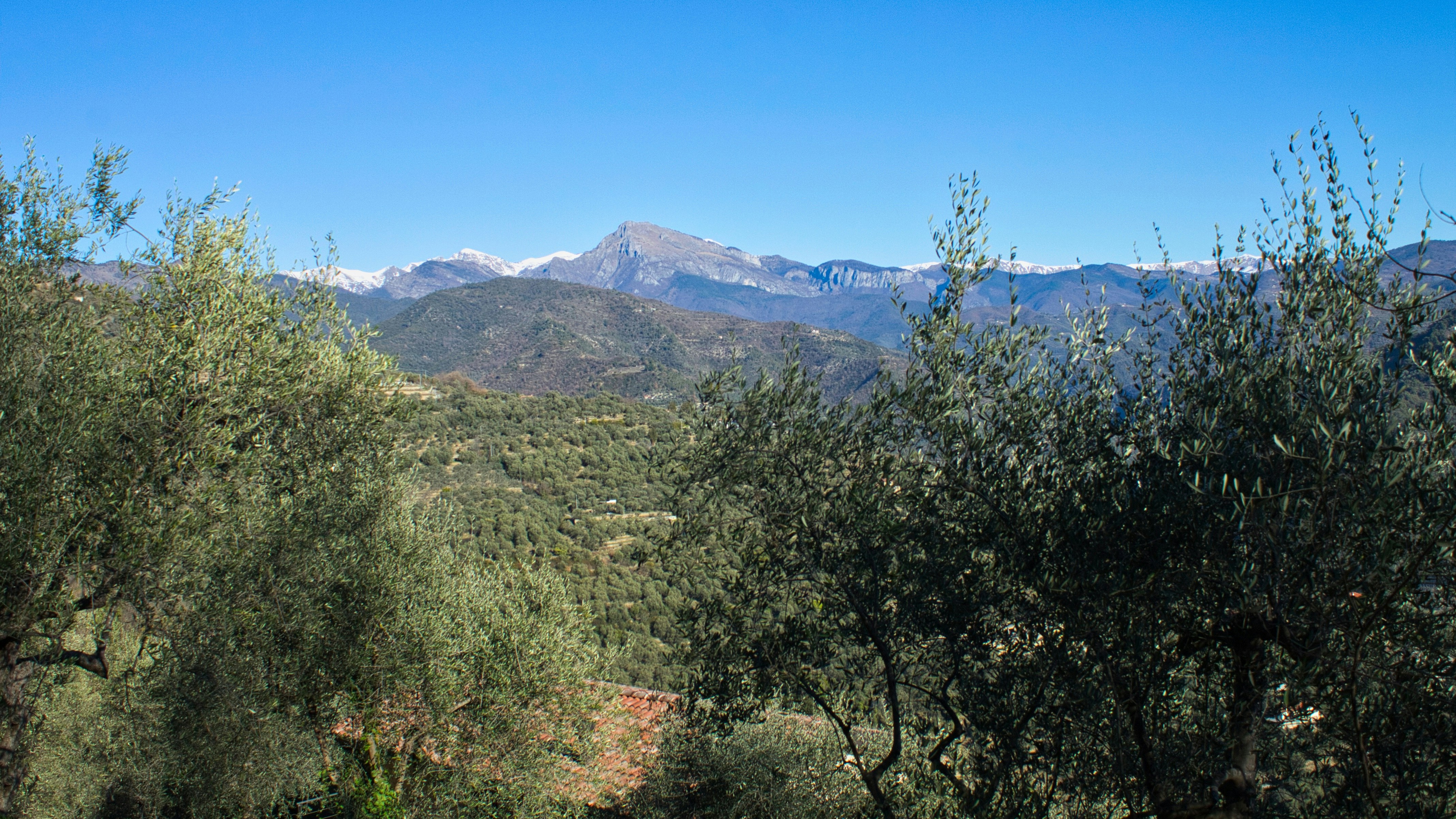 Blue Ridge Echoes: Distant Peaks Above Olive Groves