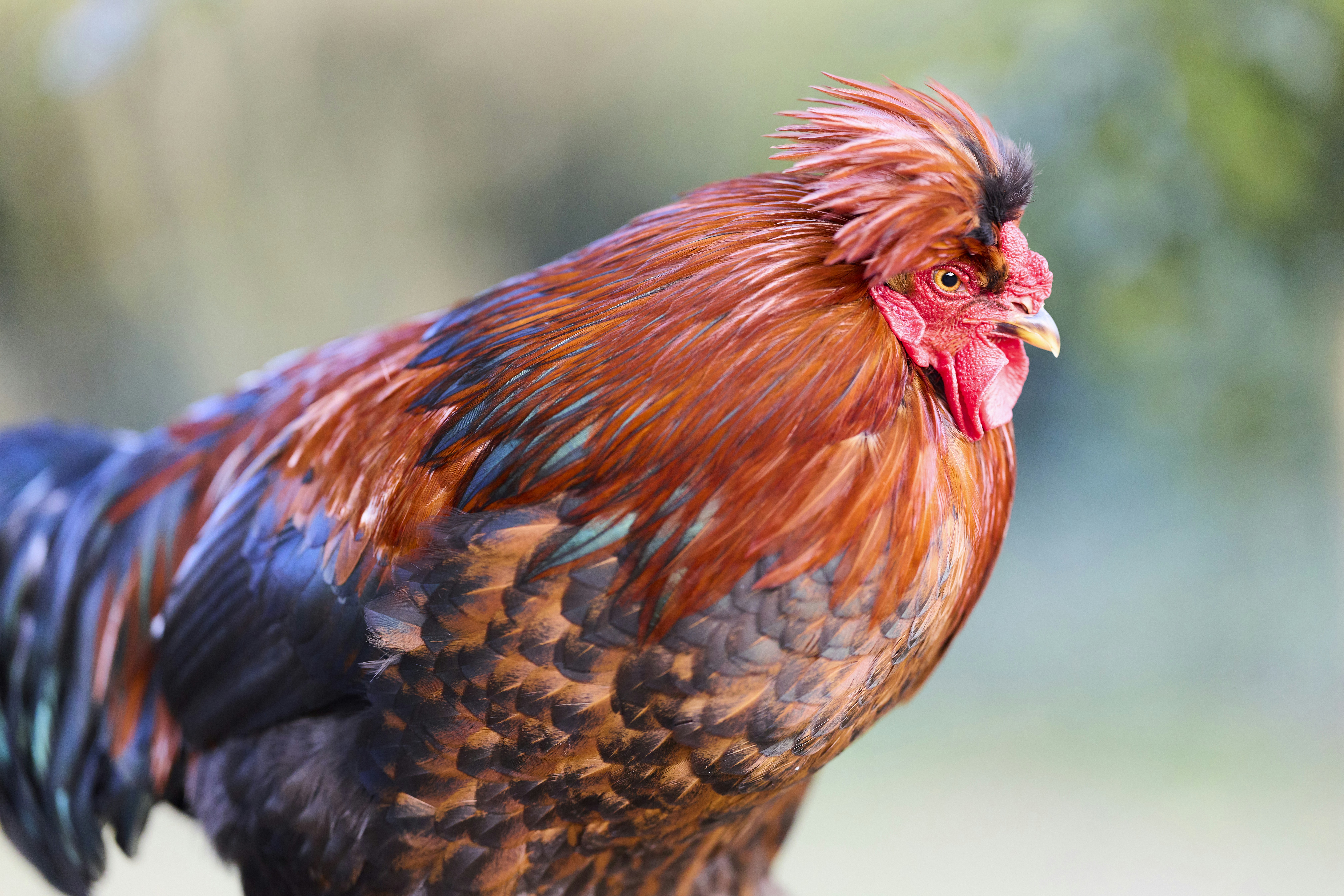 Red Crested Portrait: A Rooster's Vivid Feathers in Soft Backdrop