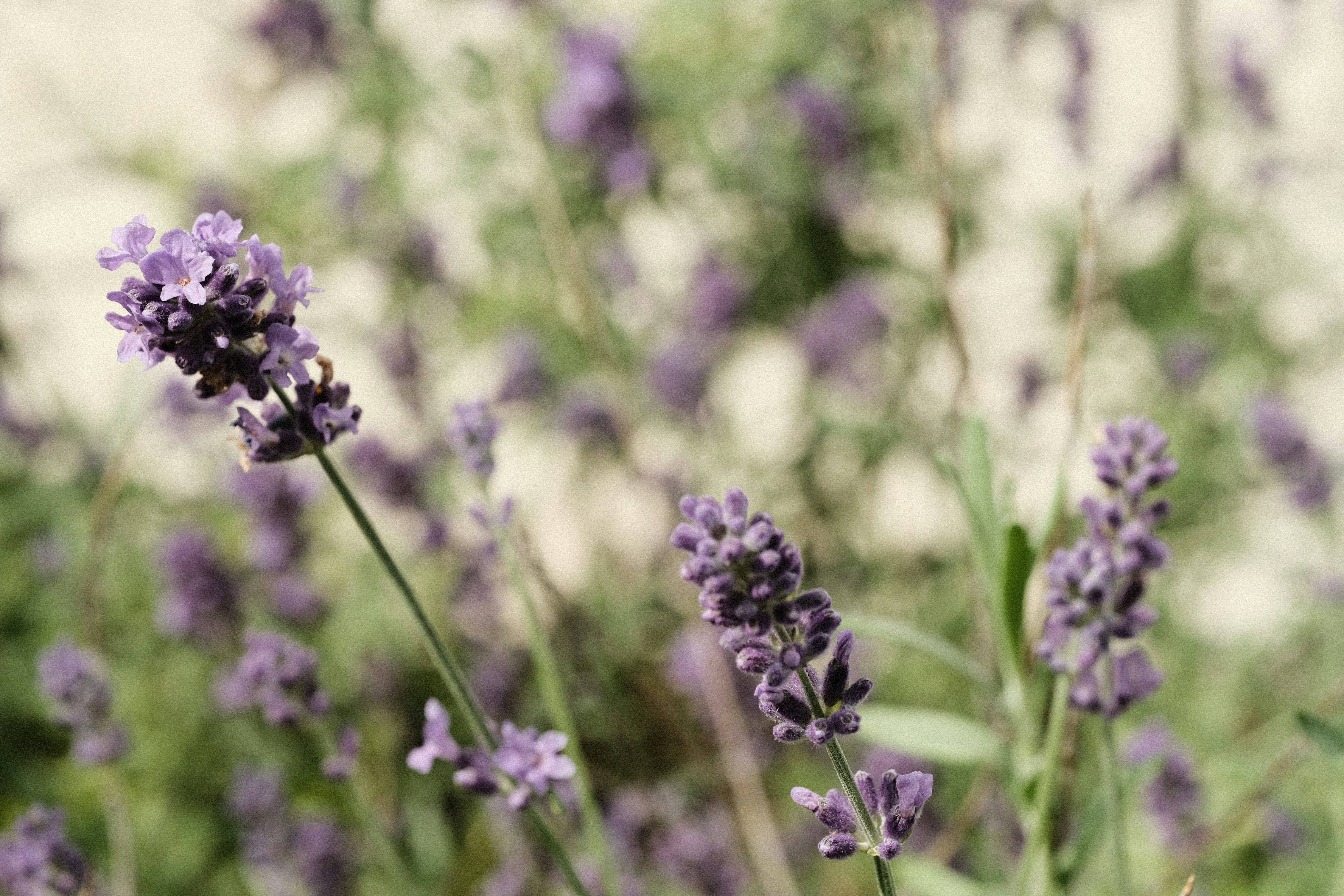 Lavender in Focus: A Gentle Meadow Portrait
