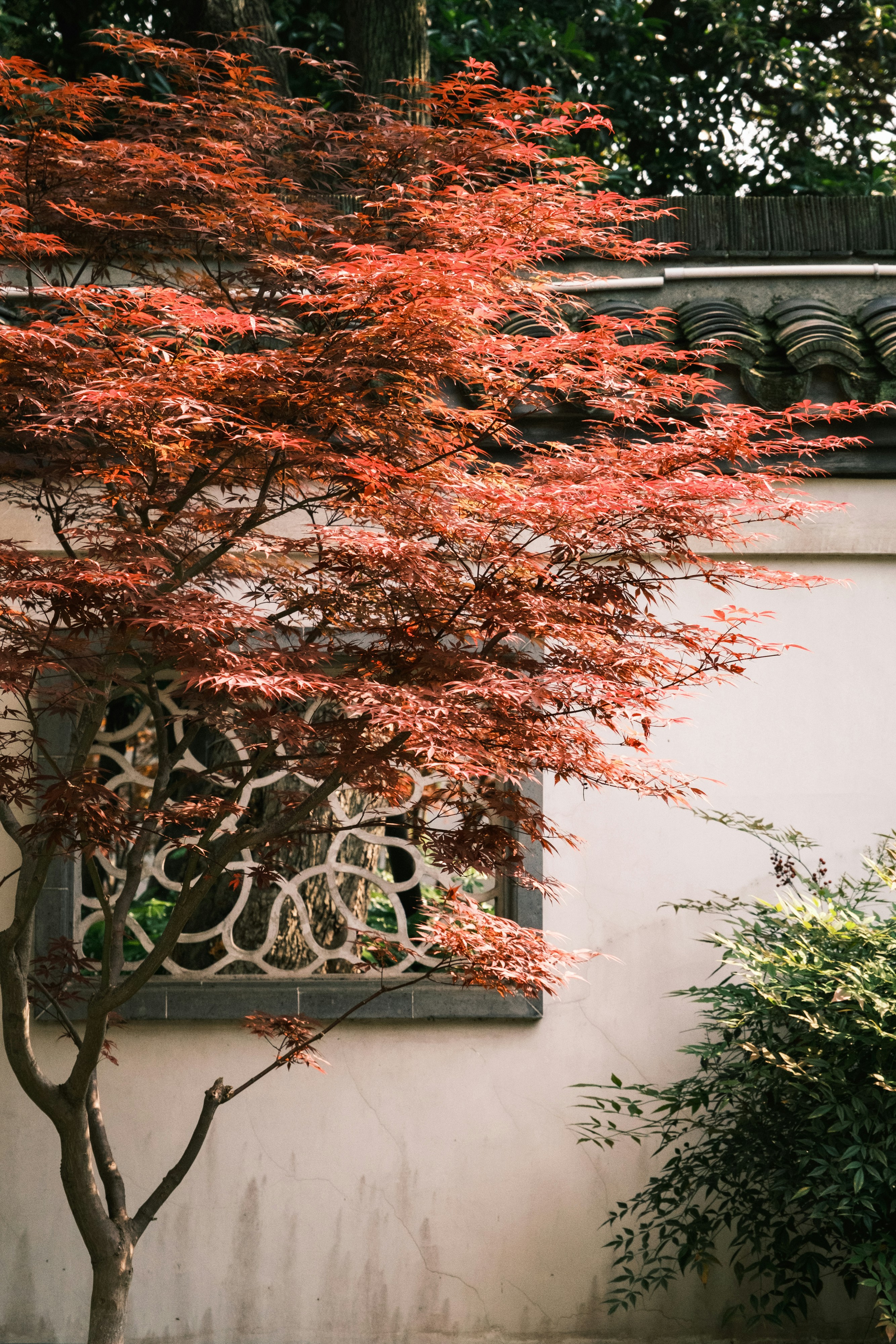 Red Maple Against a Quiet Wall