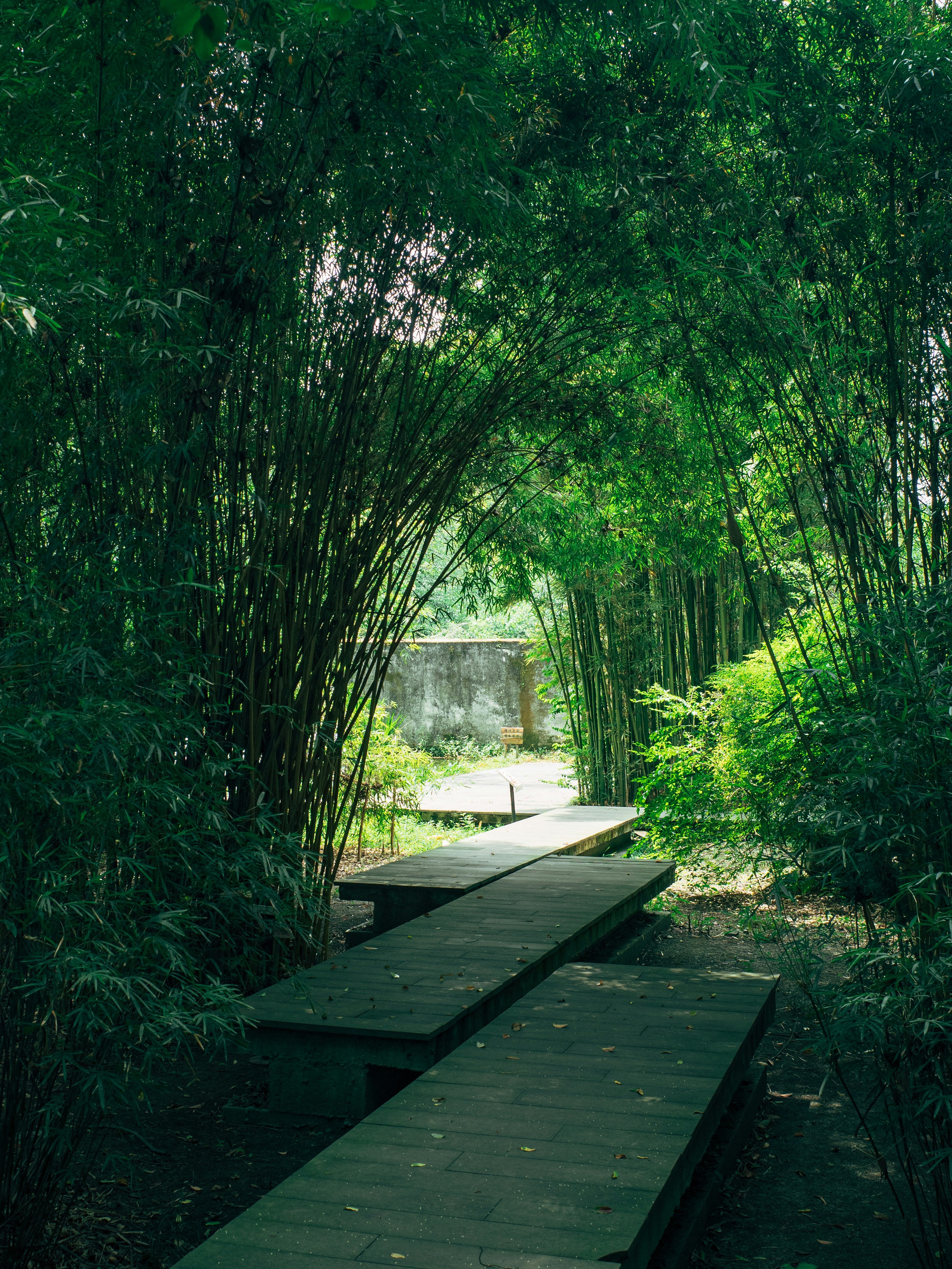 Green Corridor Over a Wooden Path
