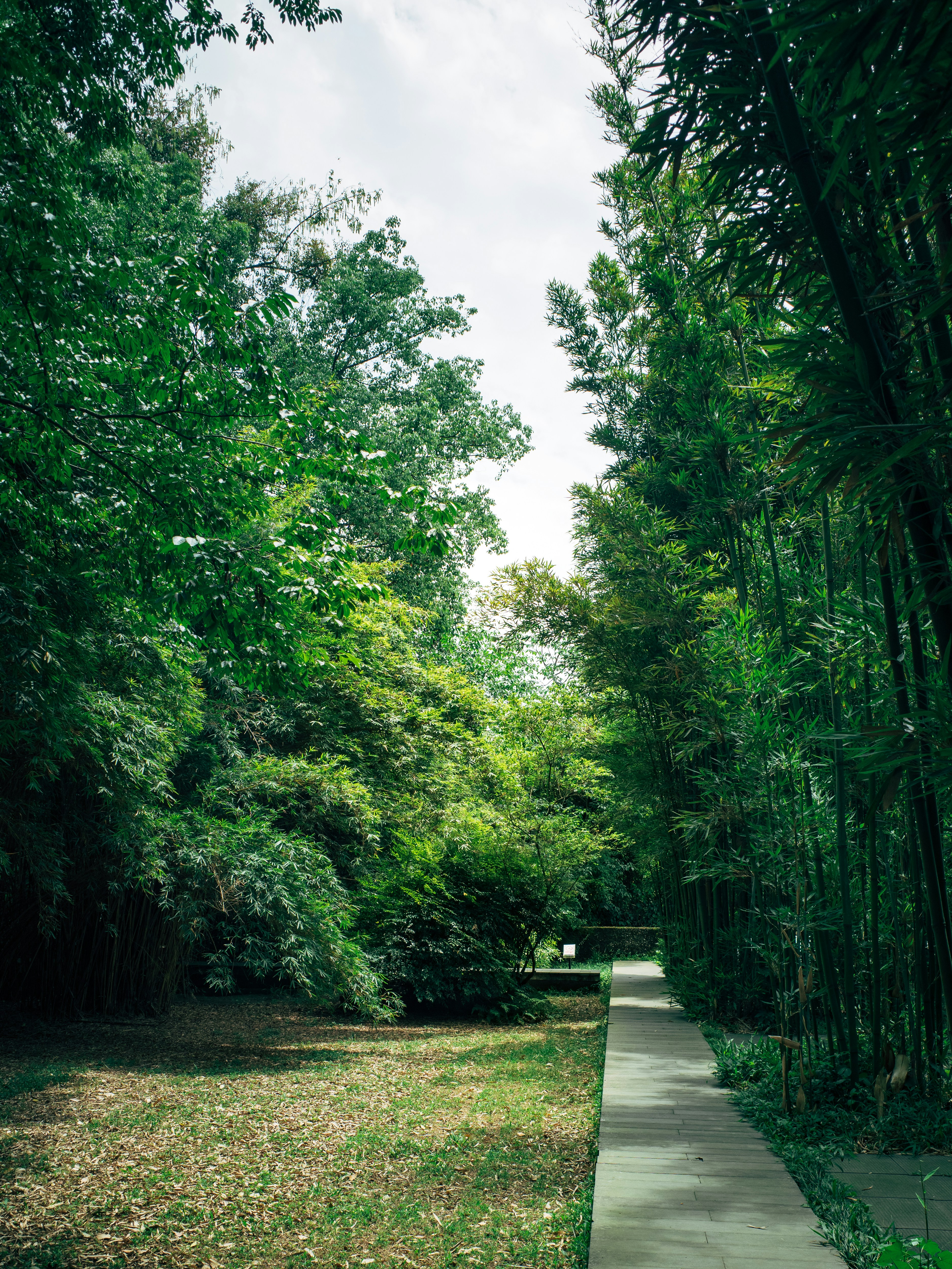 Sunlit Bamboo Corridor Opens to a Quiet Path