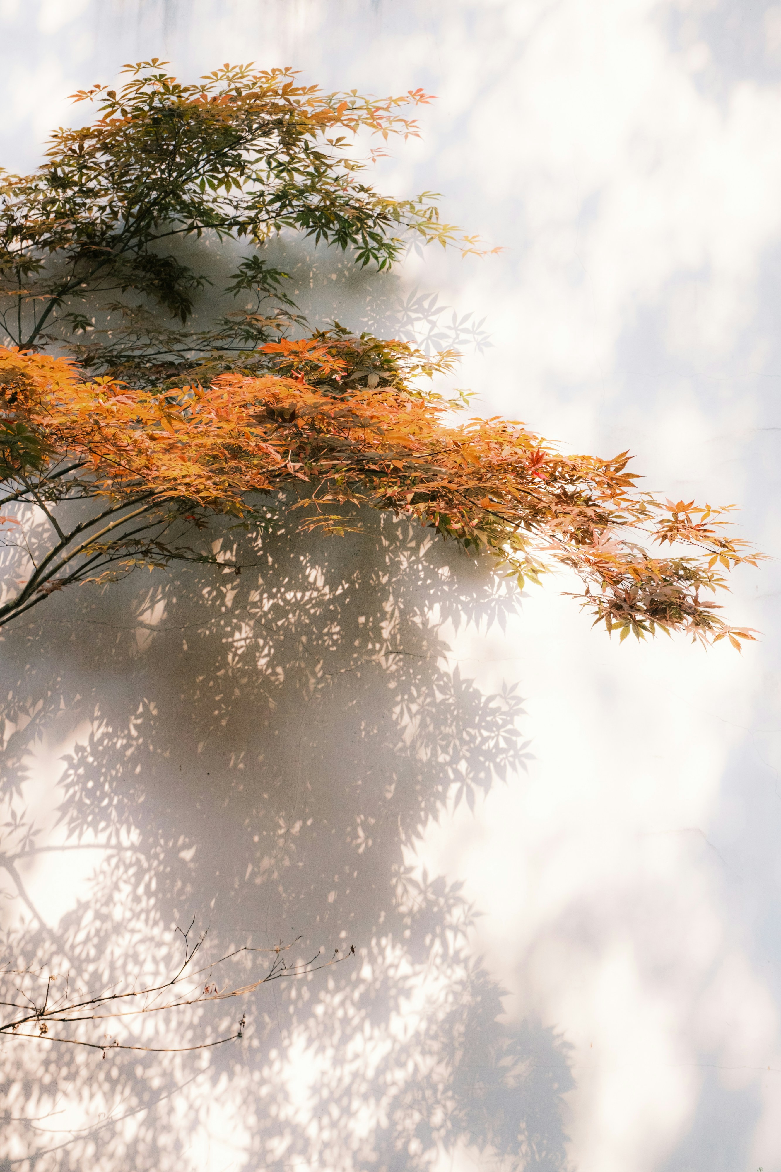 Autumn Maple Silhouette Adrift in Morning Mist