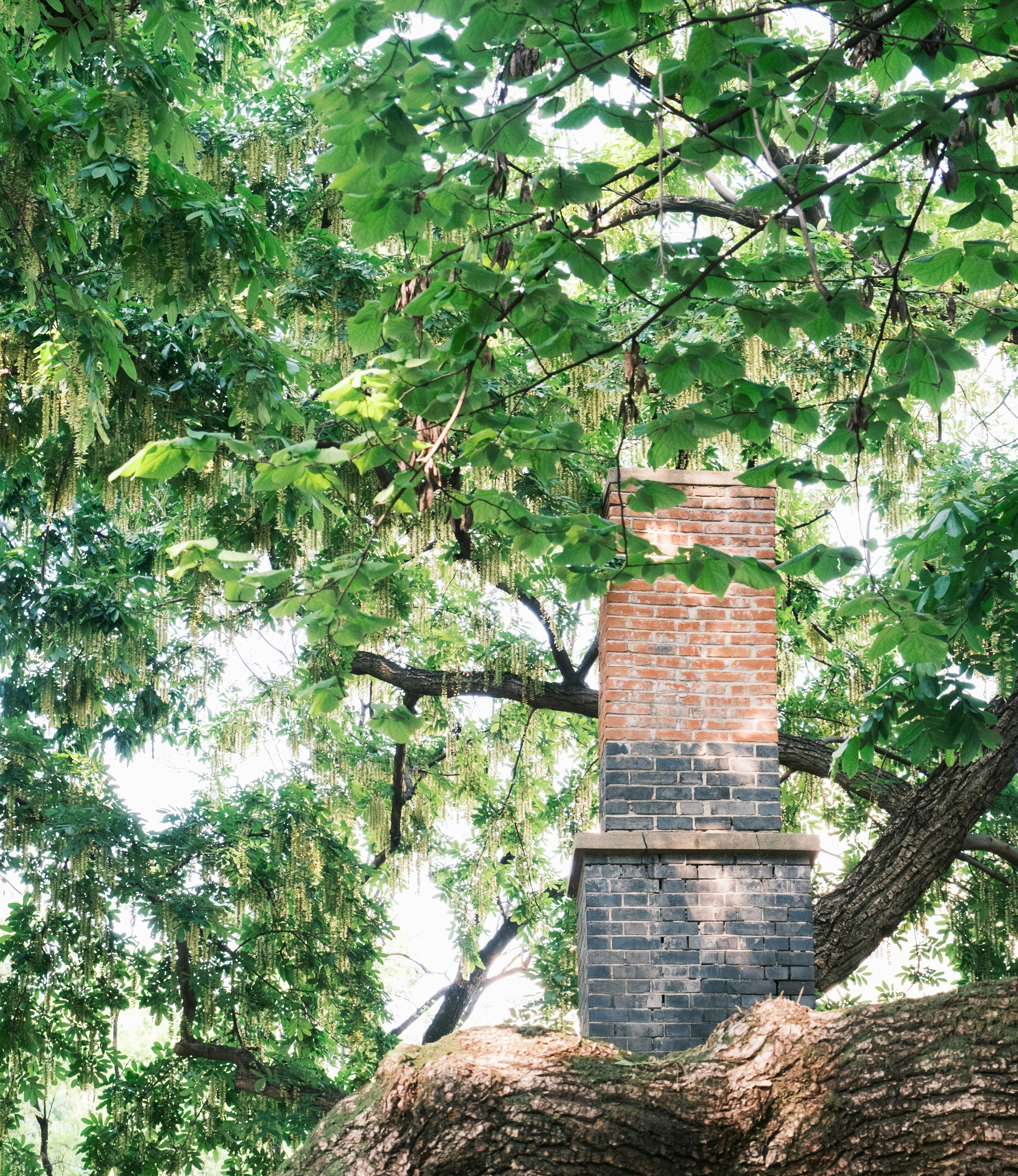 Brick Chimney Rising Through a Canopy of Green