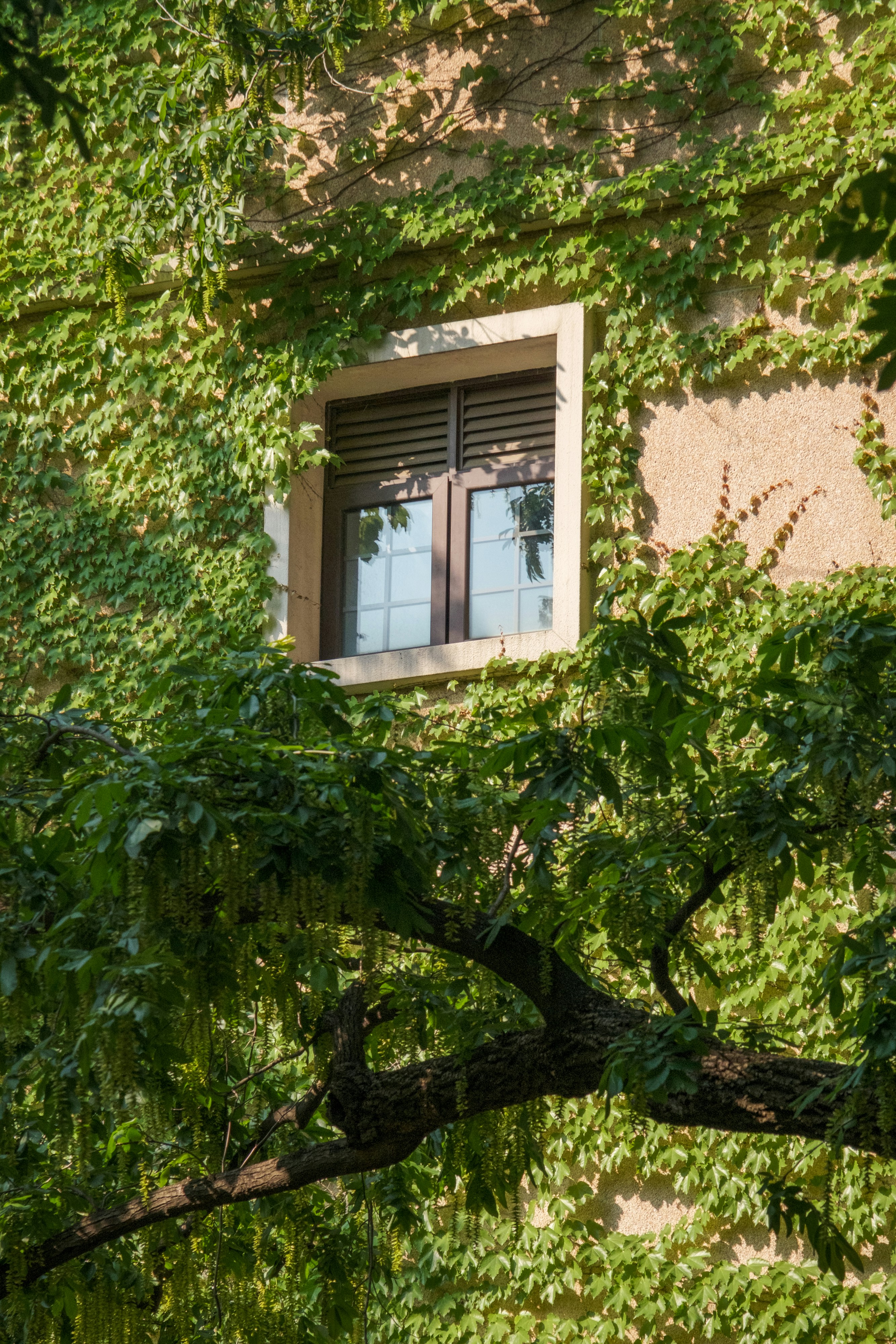  ivy-clad window framed by sunlit masonry