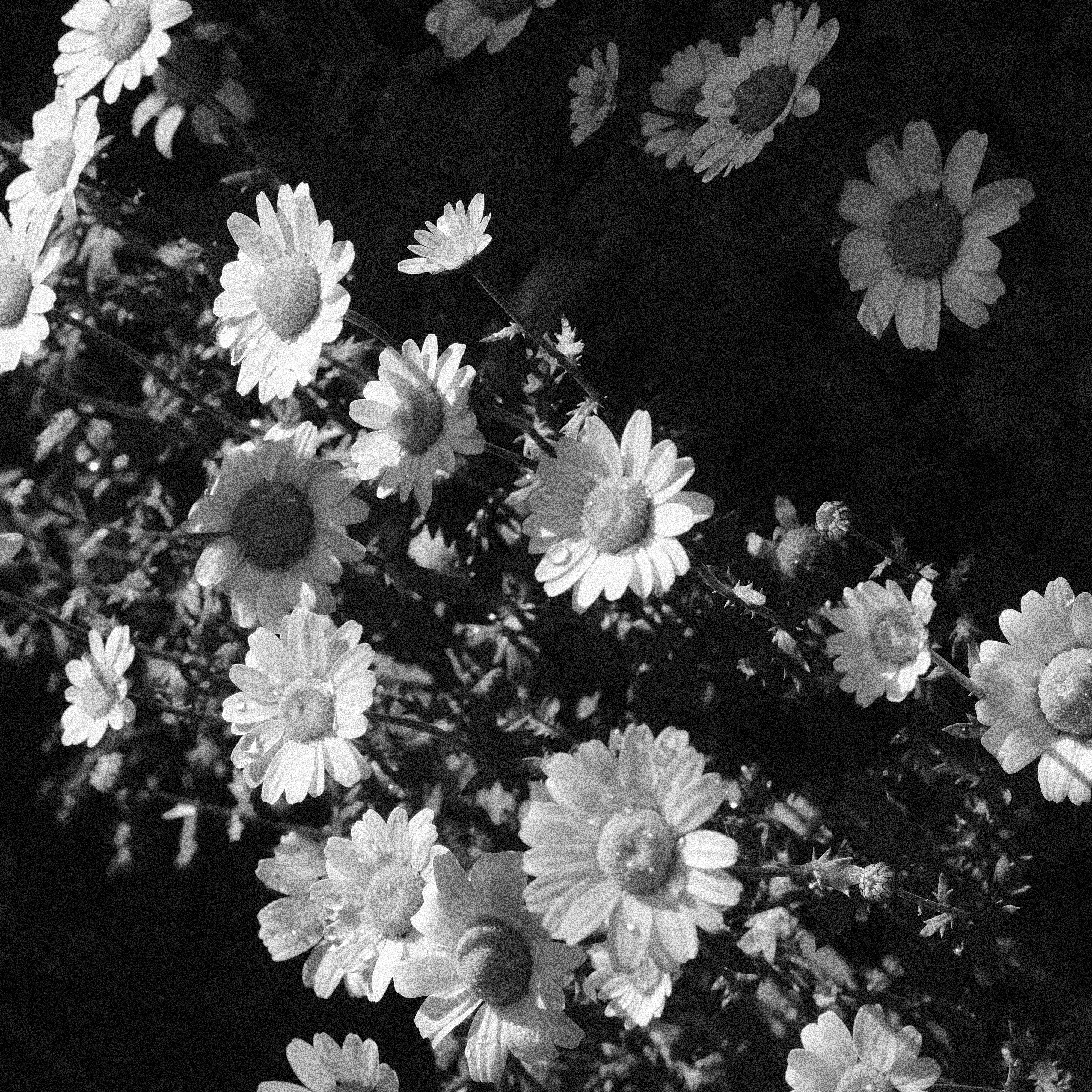 Daisy Meadow in Monochrome