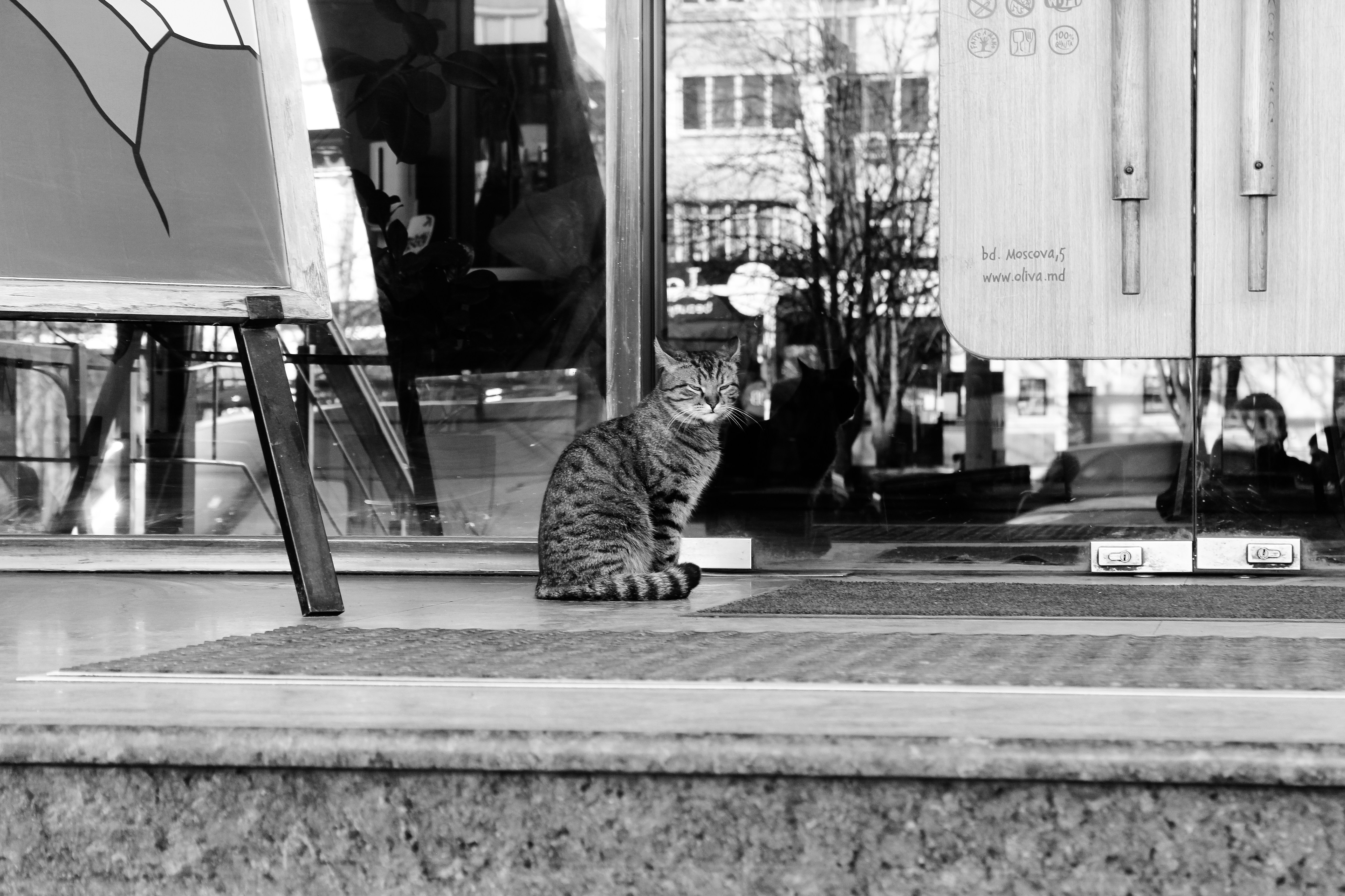 Cat on the Threshold: Stillness at a Shopfront