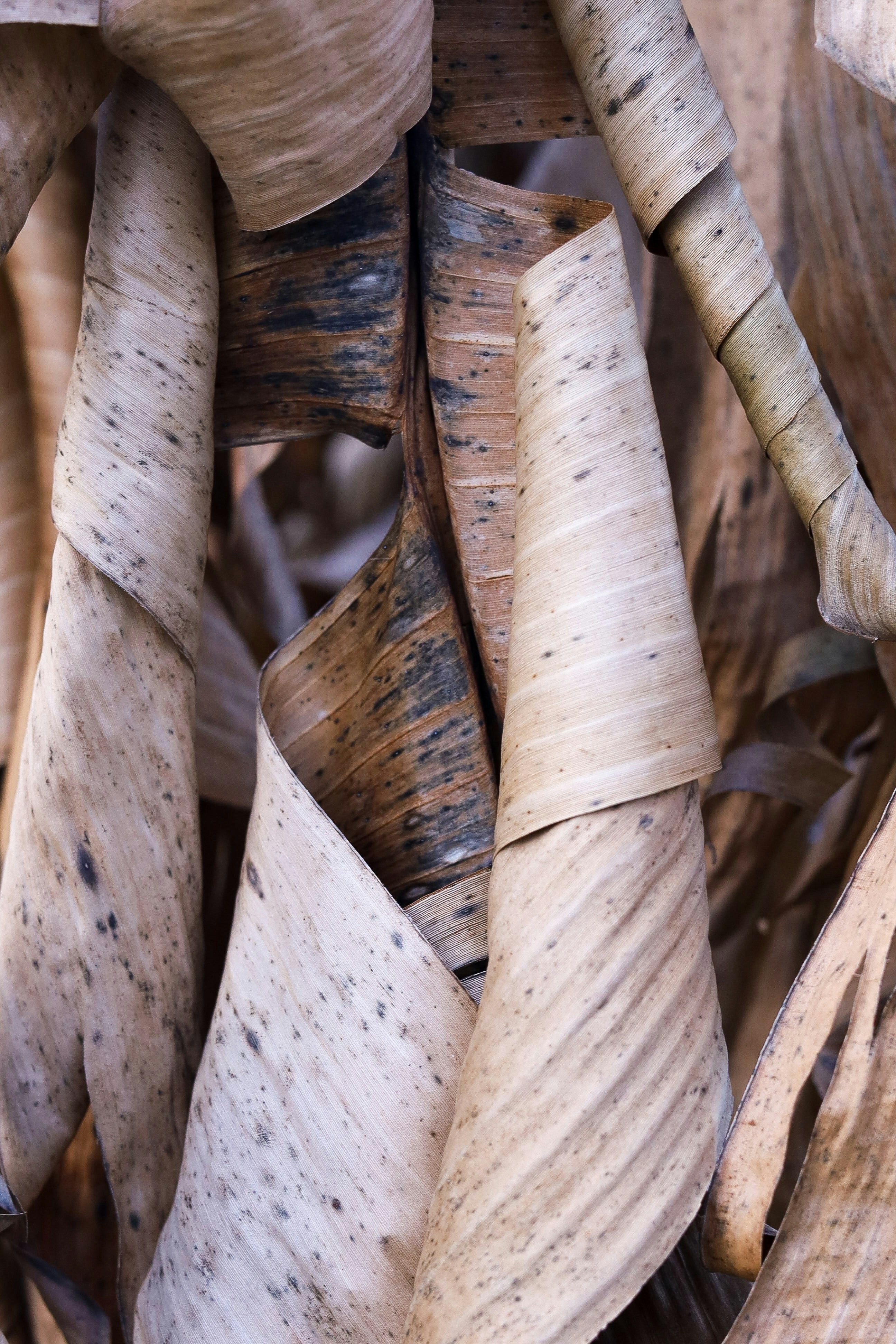Birch Ribbons in Quiet Decay: A Textured Tangle of Leaves