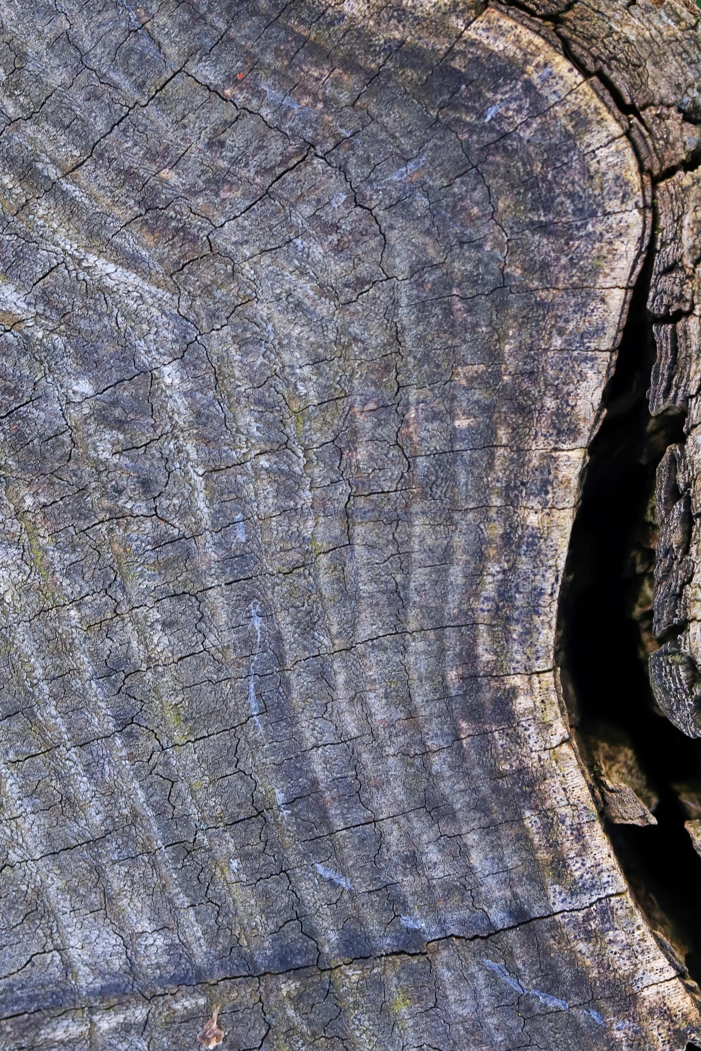 Weathered Growth Rings: A Slow-Crozen Cut Through Time