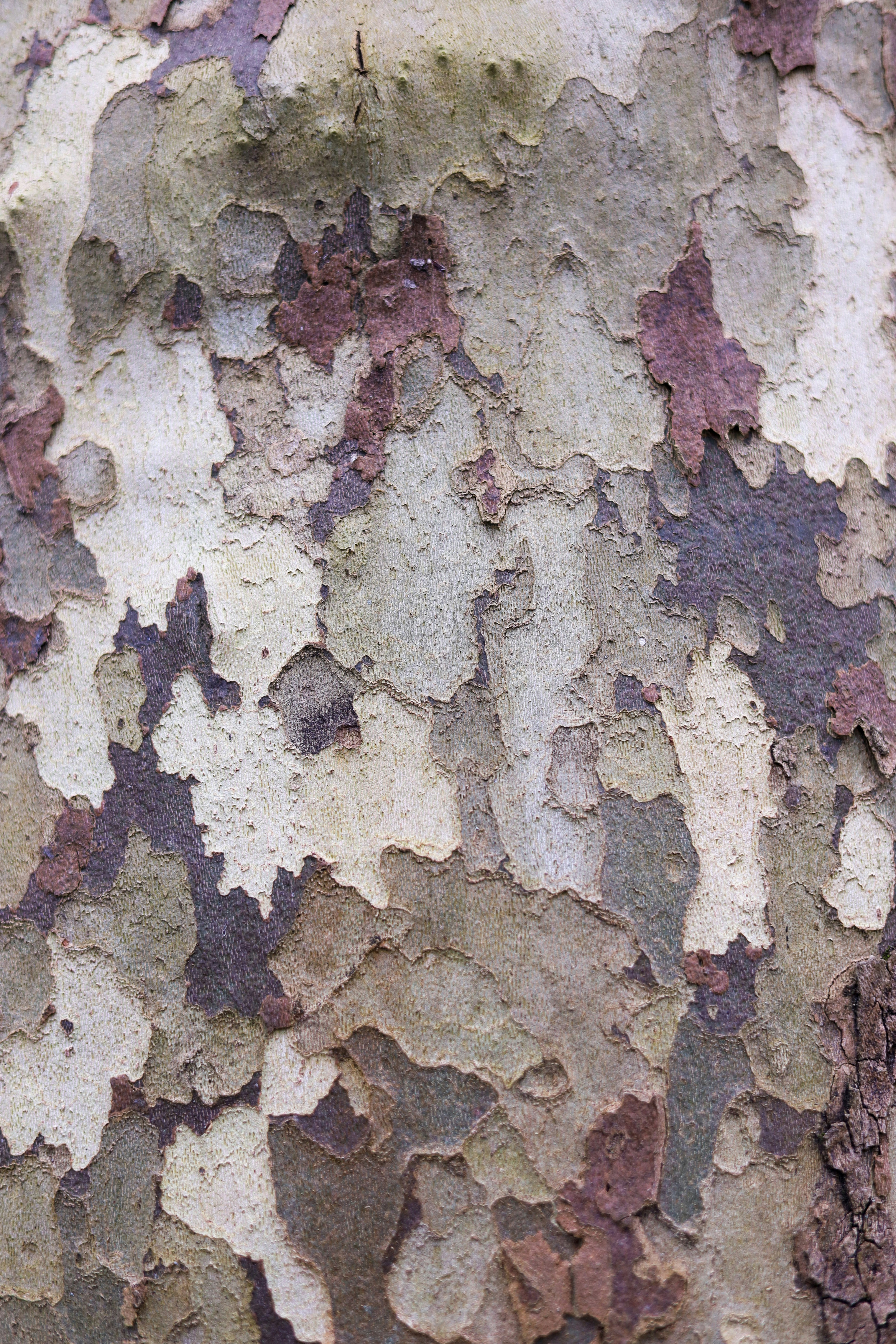 Peeling Bark Mosaic: A Study in Color and Texture